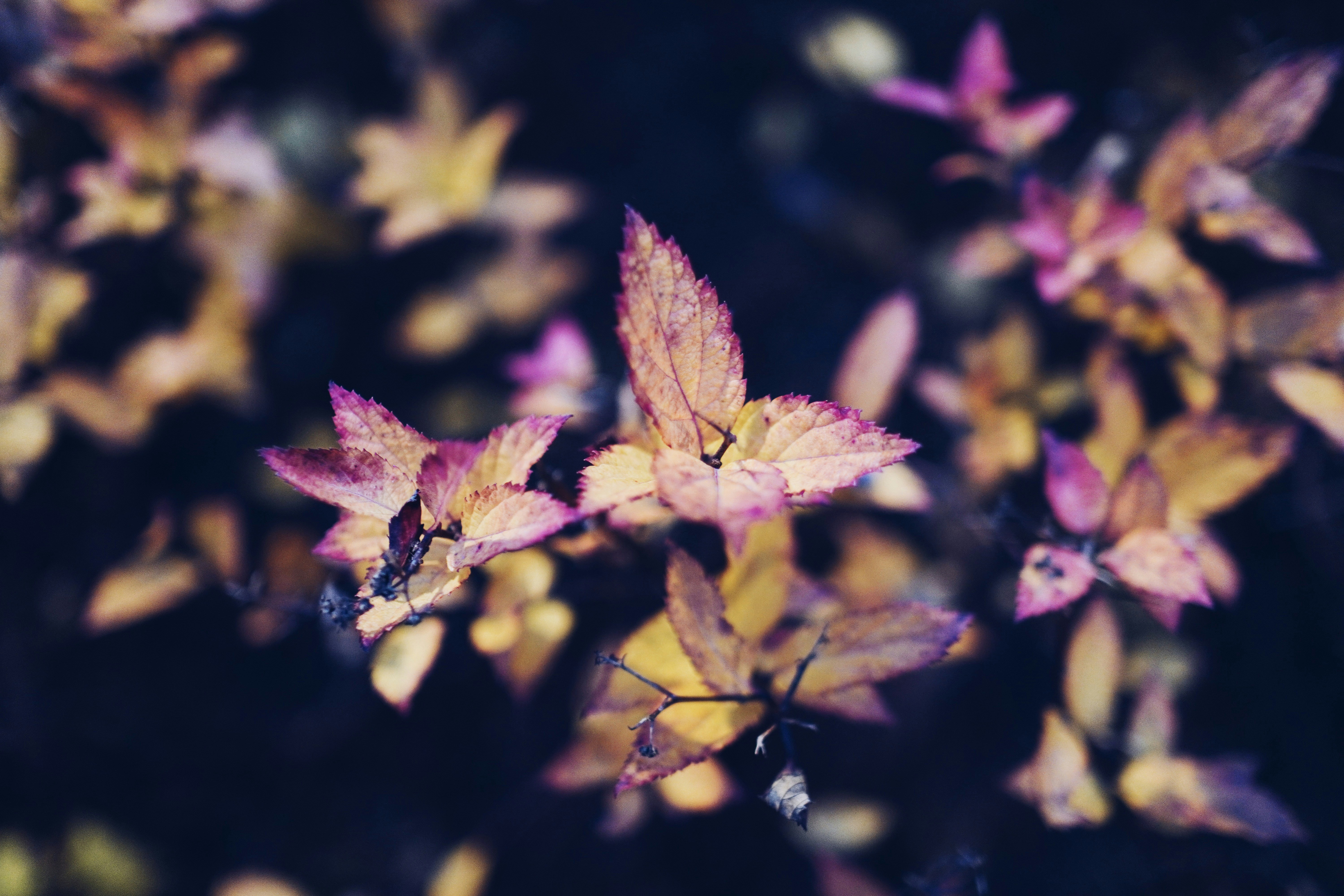 Vibrant purple and gold leaves interspersed among dark foliage, showcasing the transition of seasons. A close-up view highlights the intricate details of the leaves.