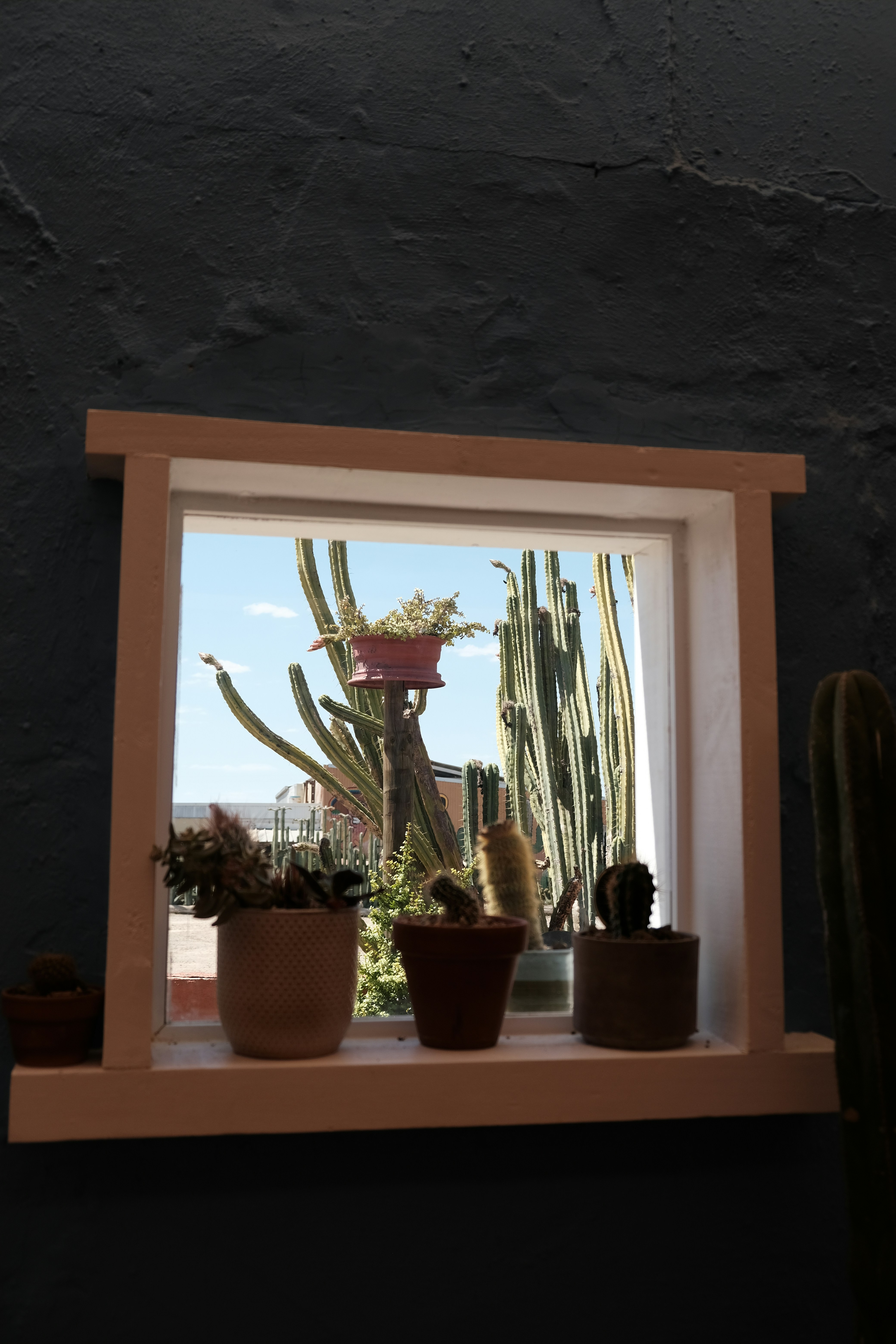 Cacti on the Sill: Sunlit Framing of a Desert Garden