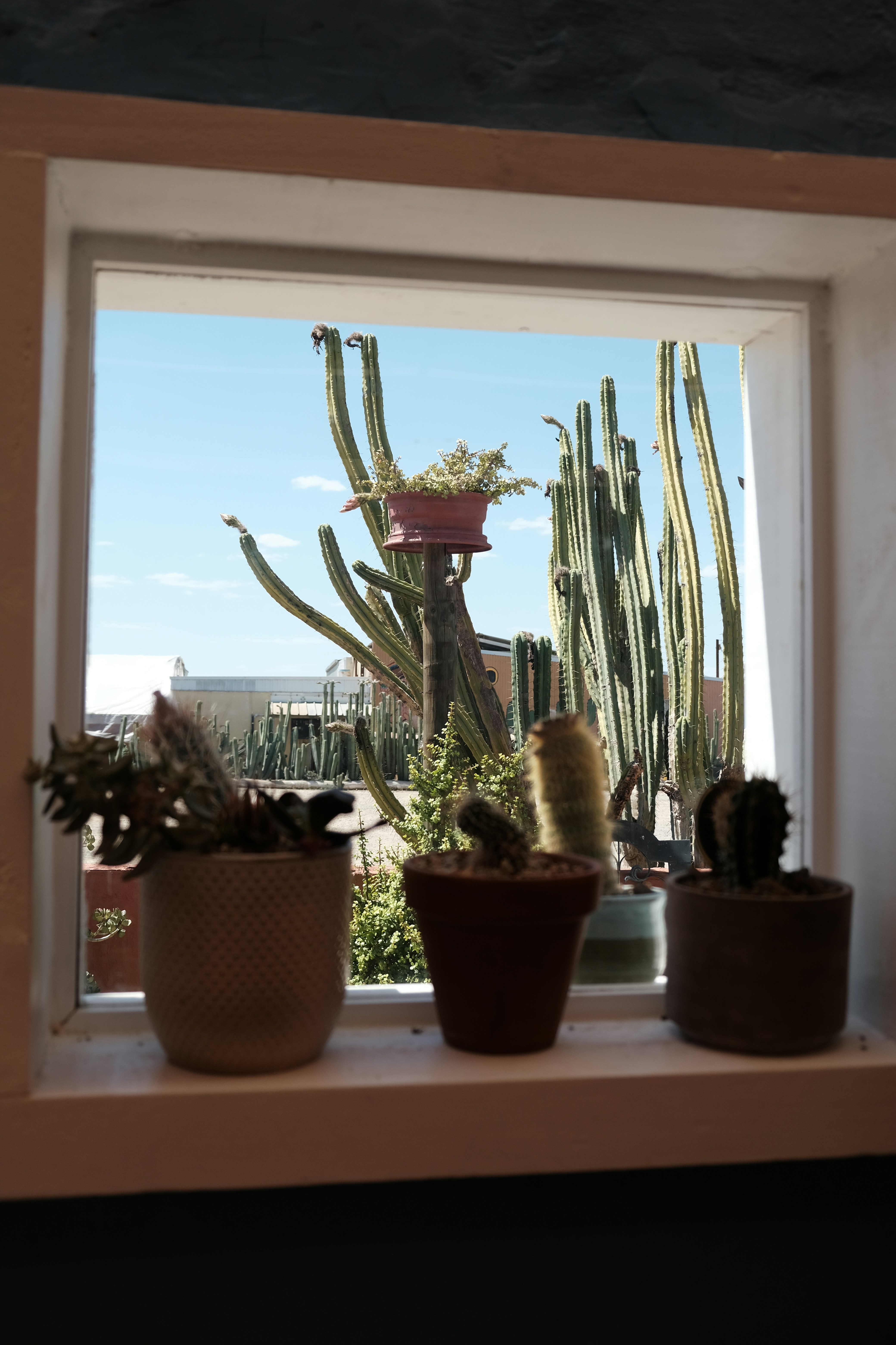 Pot-Topper: A Central Cactus Reaches Above a Window Box Garden