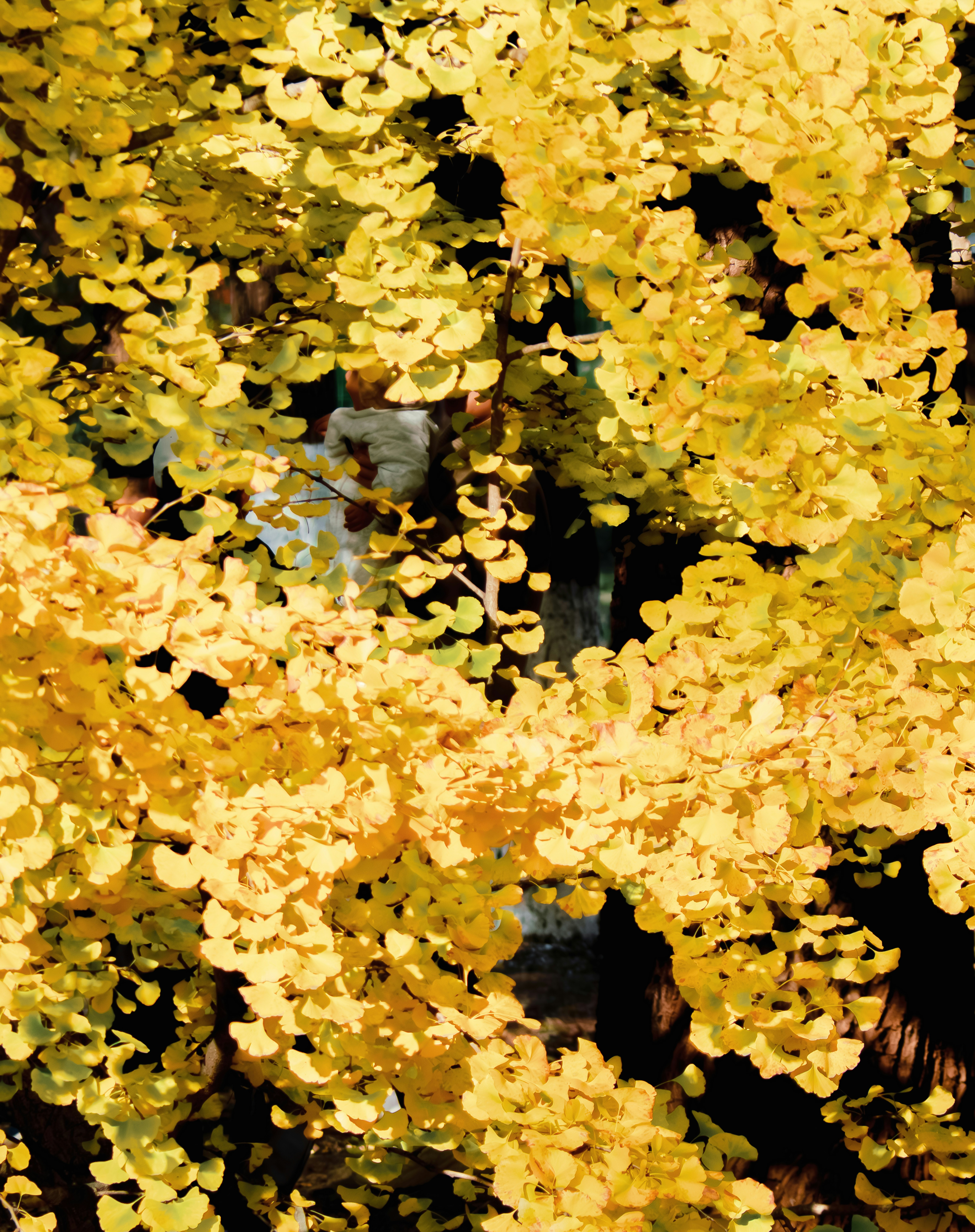 Golden ginkgo leaves in autumn sunlight