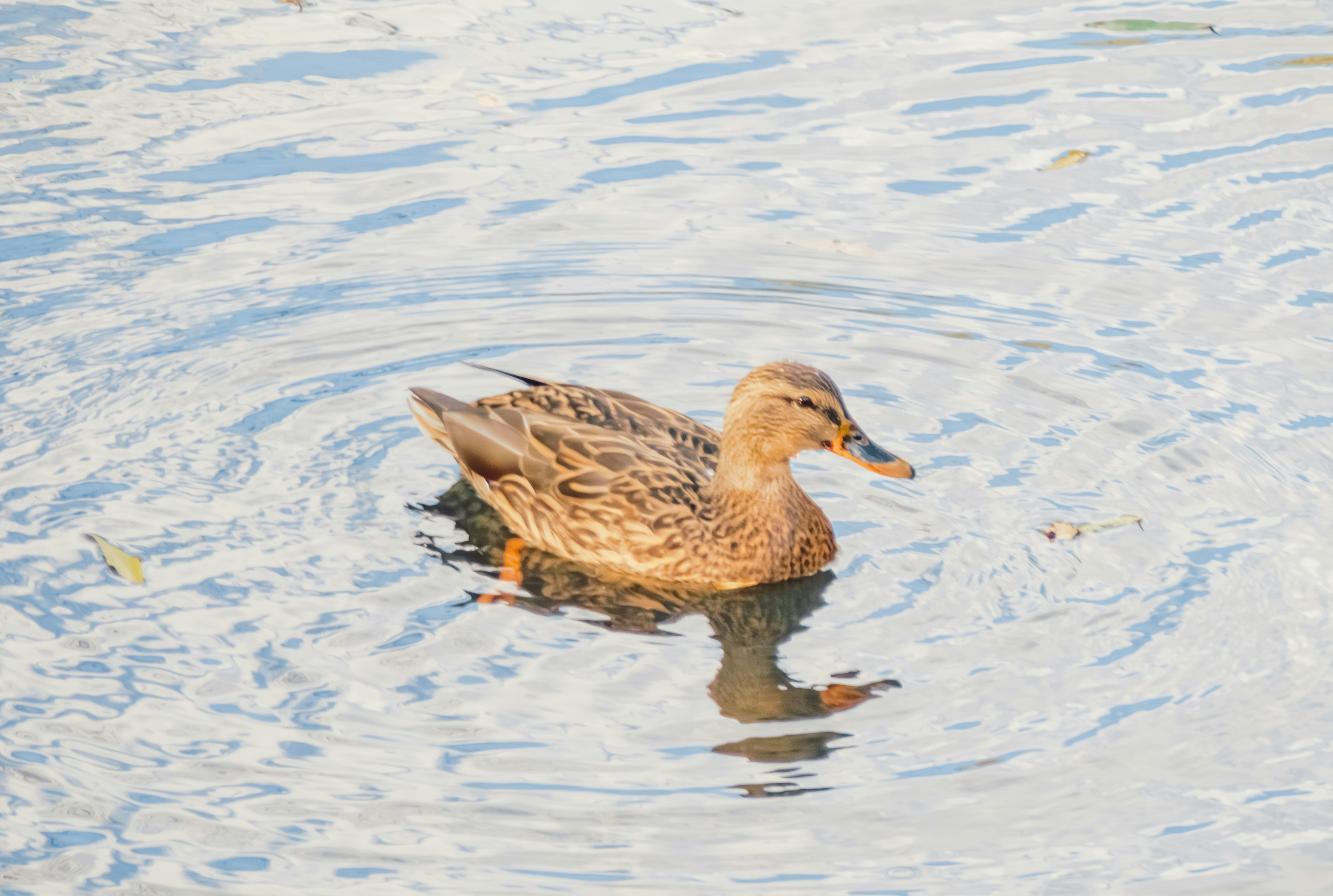 A mallard duck gracefully gliding across a serene water surface, creating gentle ripples in the reflection of the sky.