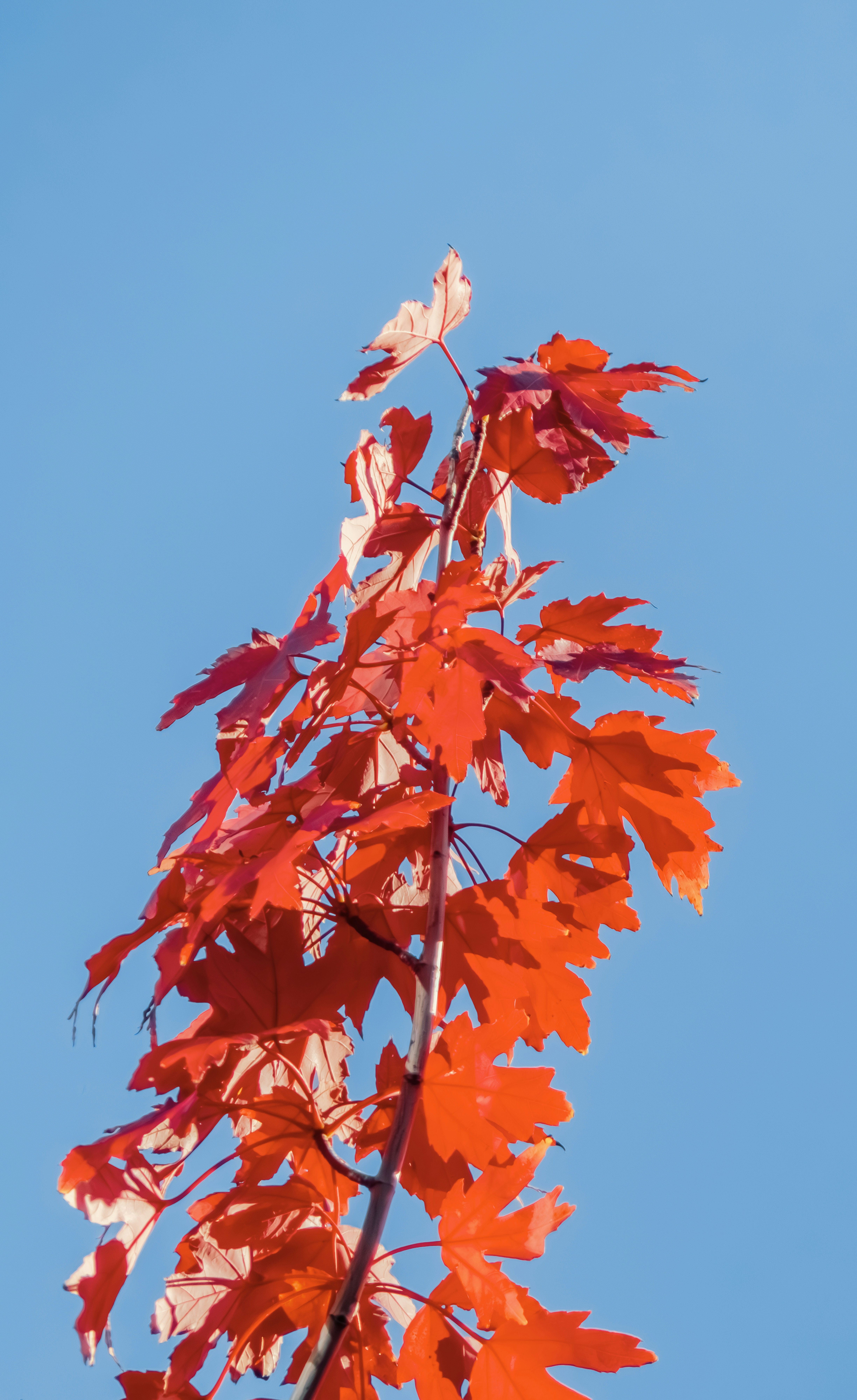 Vibrant red maple leaves reaching upward, contrasting beautifully with the clear blue sky.