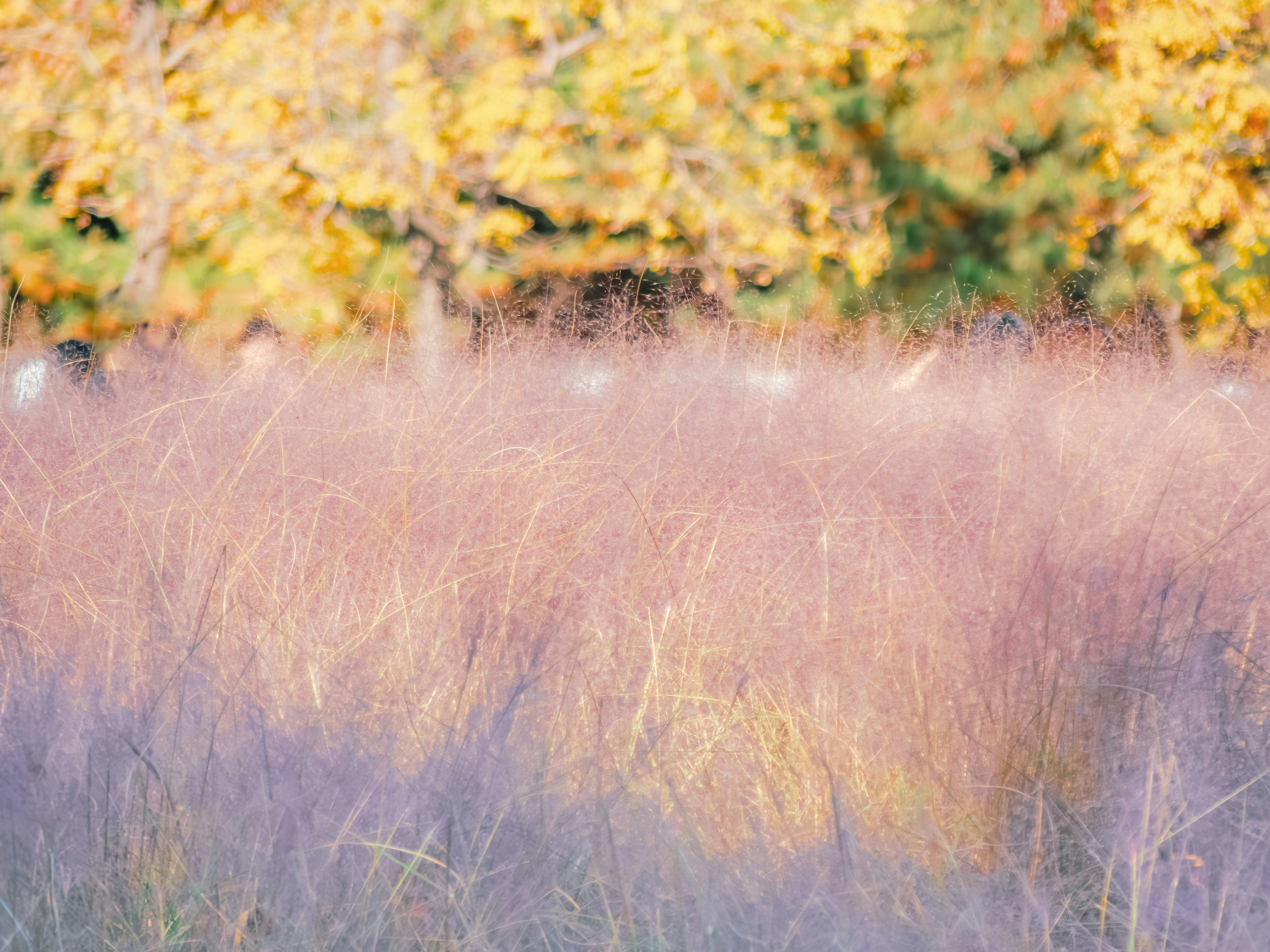 Golden autumn foliage contrasts with soft purple grasses swaying gently in the breeze.