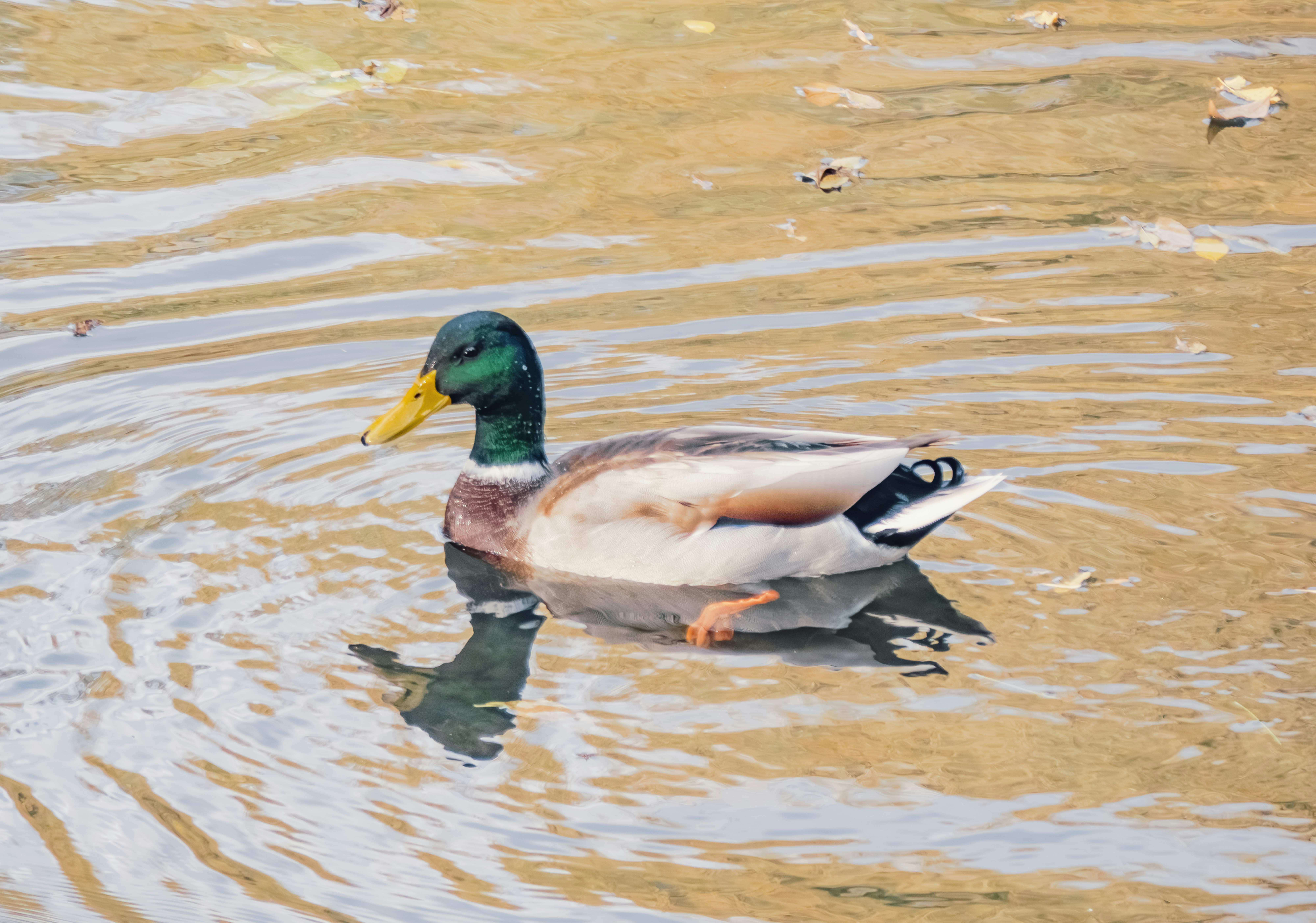 A mallard duck gracefully gliding across a calm pond, creating gentle ripples in the water. The vibrant colors of its plumage contrast beautifully with the serene surroundings.