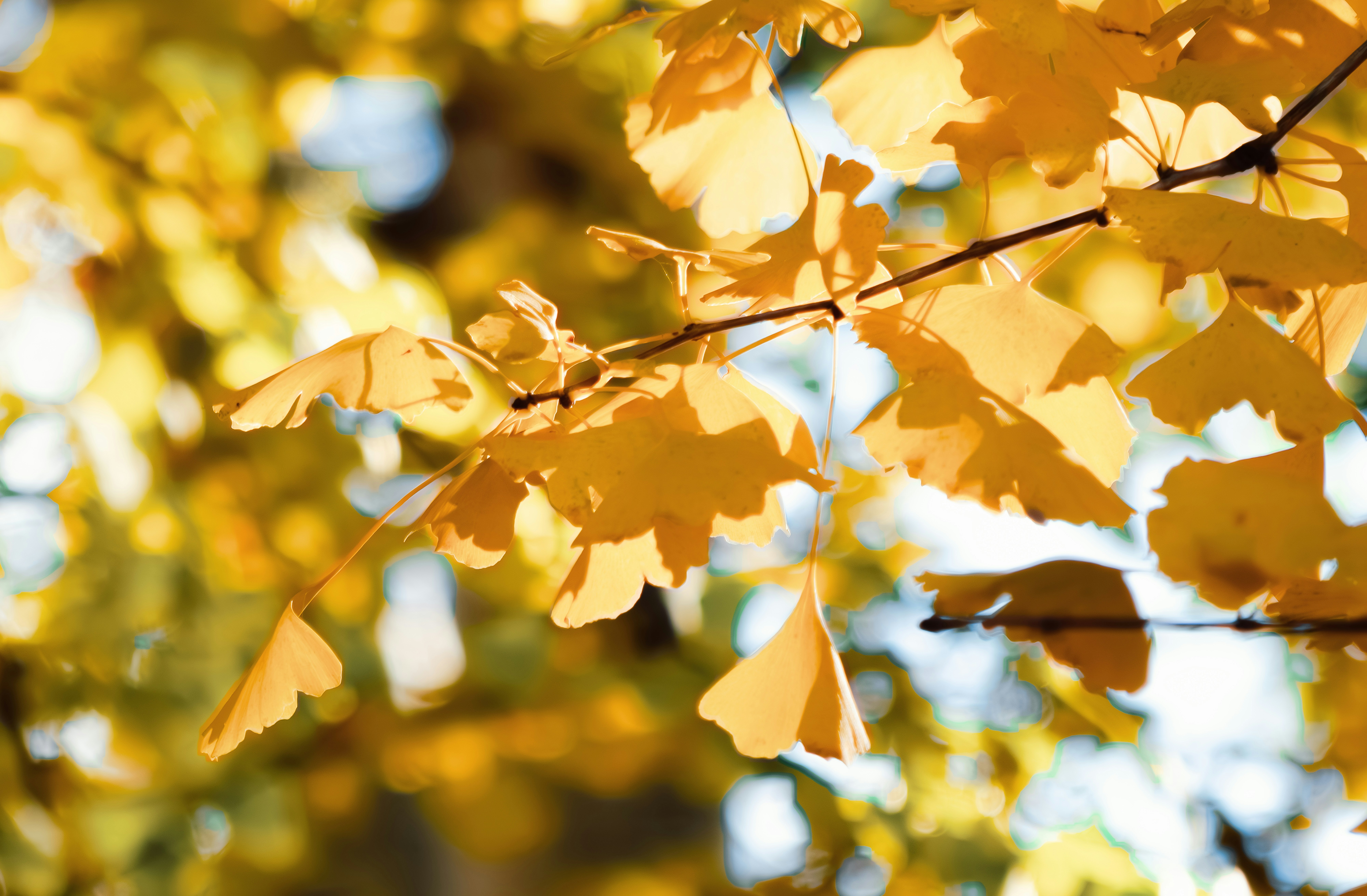 Close-up of vibrant yellow ginkgo leaves illuminated by sunlight, showcasing their unique shapes against a blurred background.