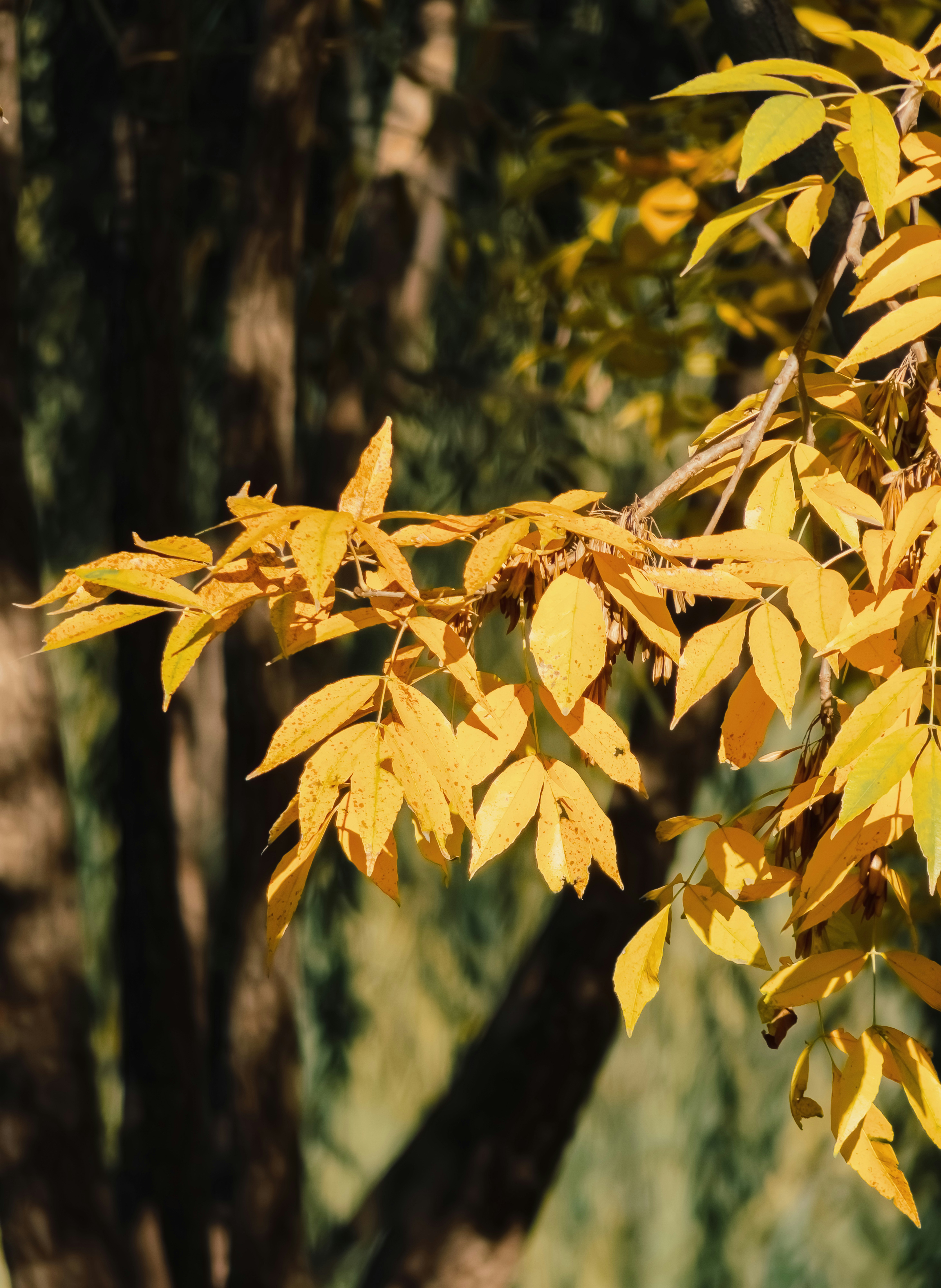 Golden autumn leaves on a tree branch.