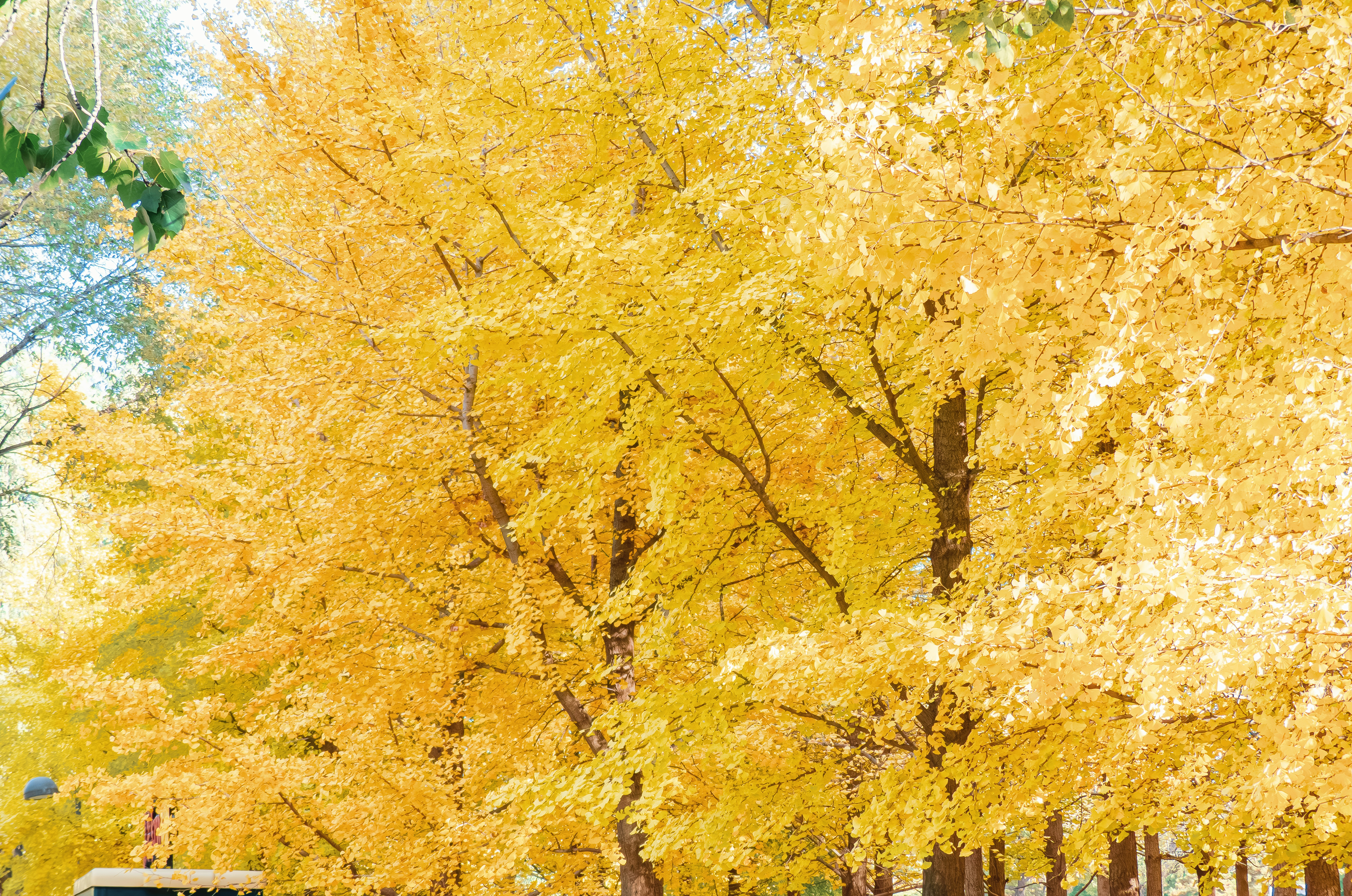 Vibrant yellow leaves of autumn trees create a warm, inviting atmosphere in a serene park setting.
