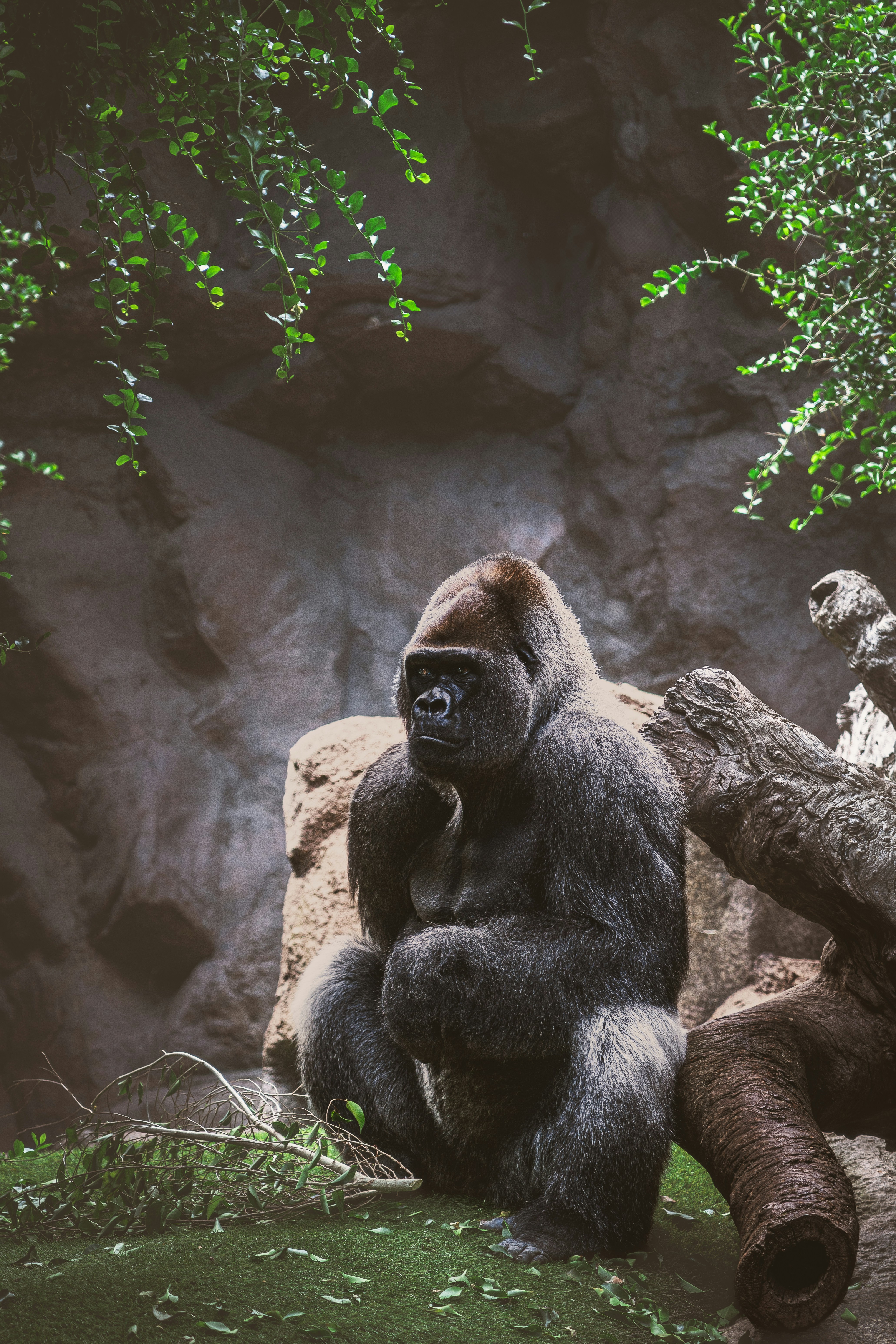 A silverback gorilla seated thoughtfully among lush greenery and natural rock formations, exuding strength and tranquility.