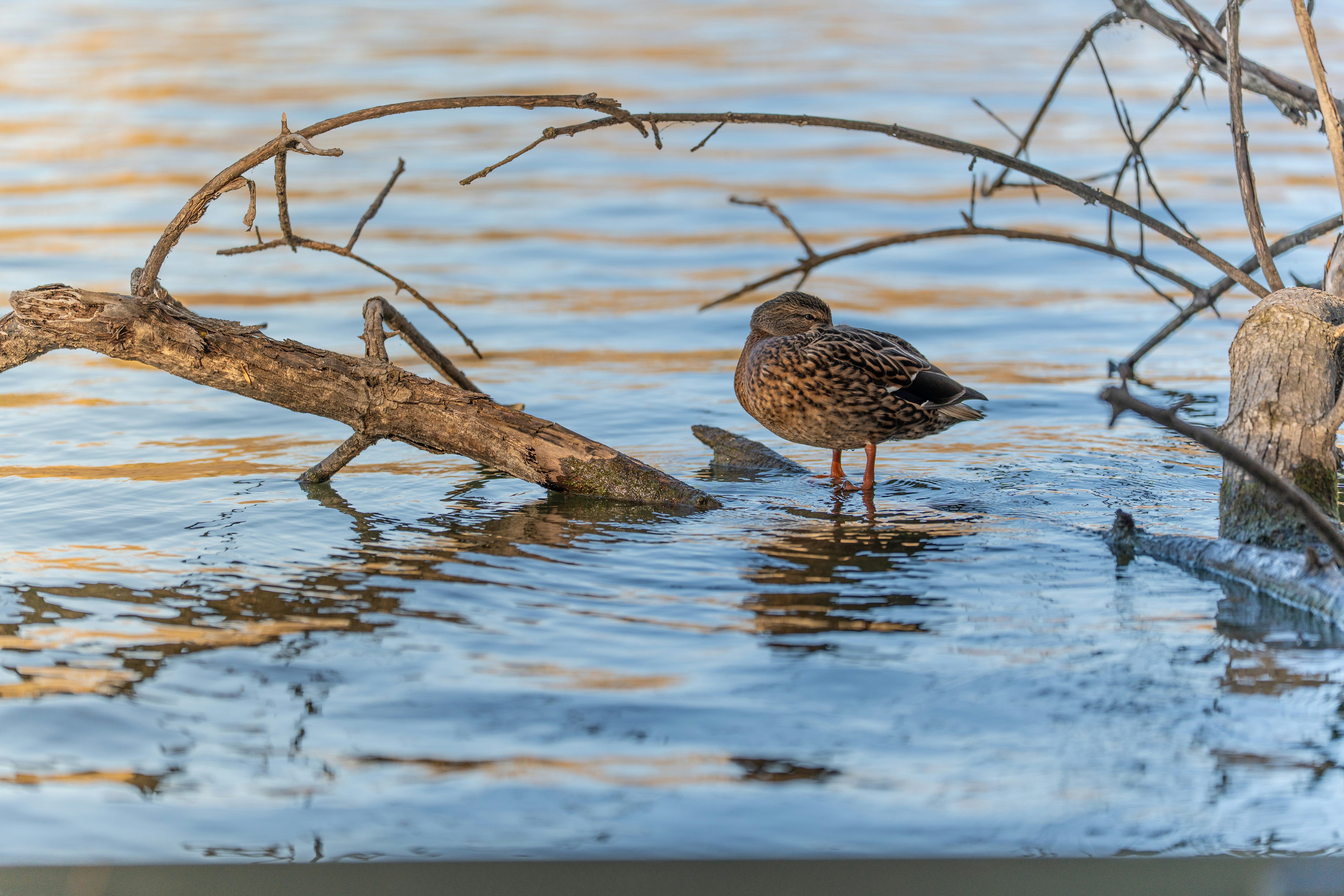 A duck stands gracefully on a submerged log, surrounded by gentle water ripples and branches. The tranquil scene captures the essence of nature's calm.
