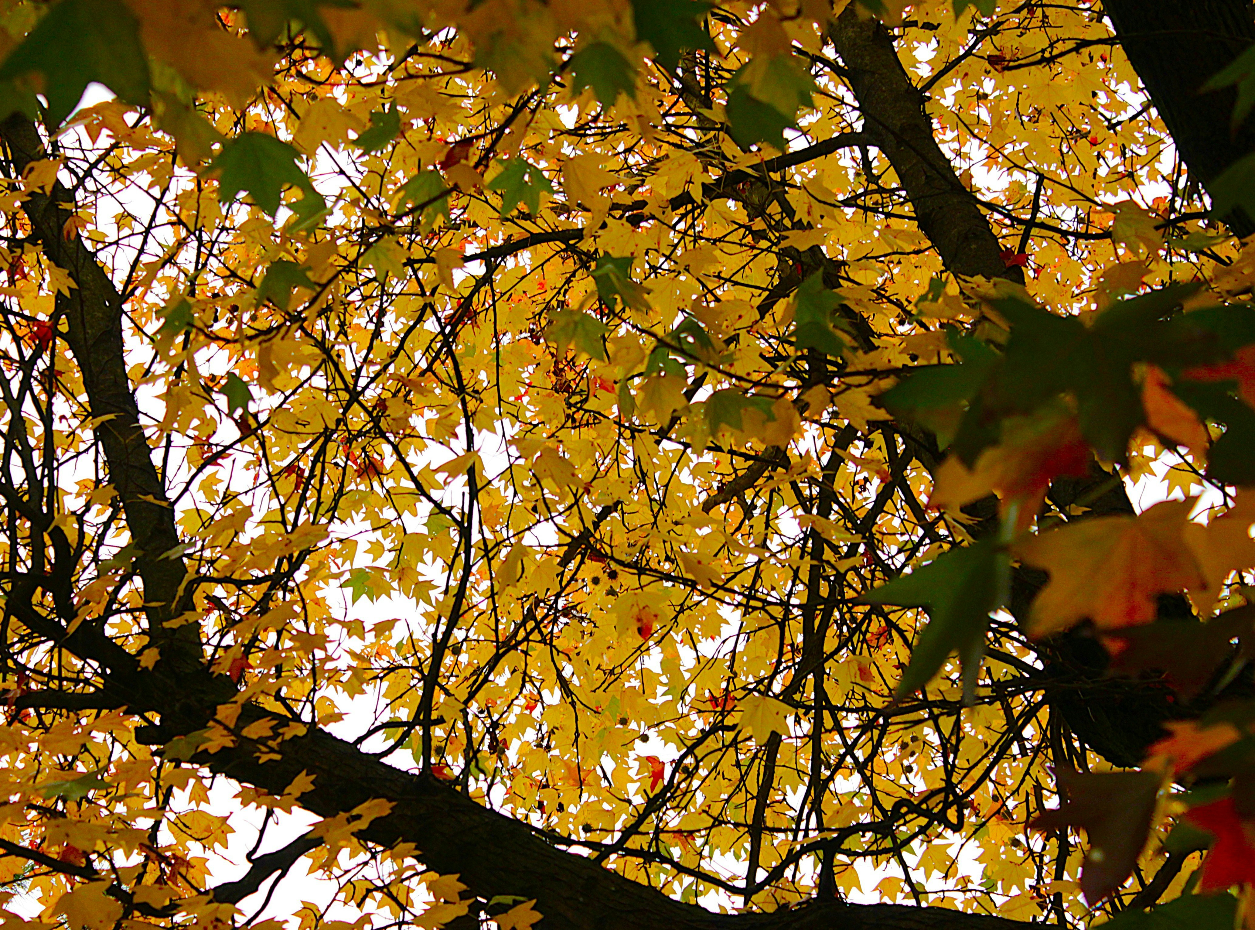 Vibrant yellow maple leaves interspersed with hints of red, creating a colorful tapestry against a cloudy sky.
