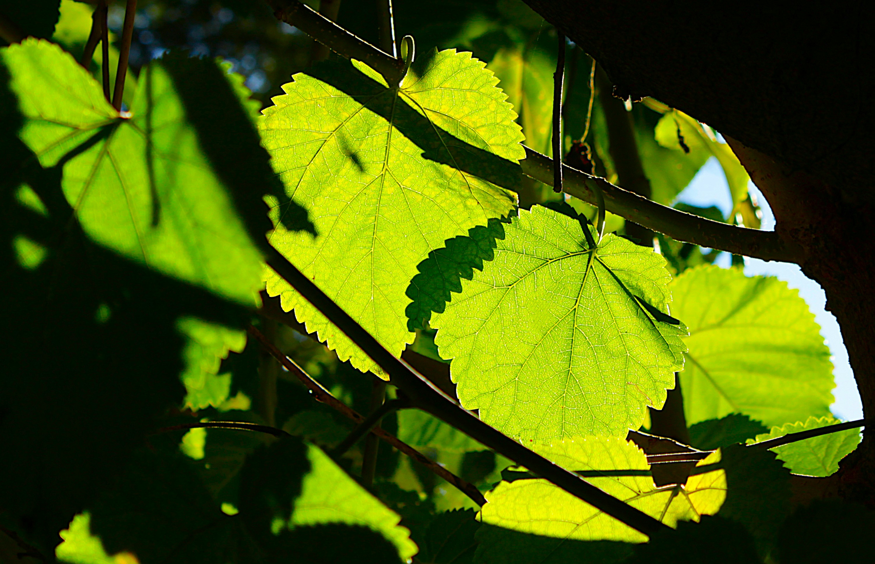 Photo by Francesca Piva with Canon EOS 1300D