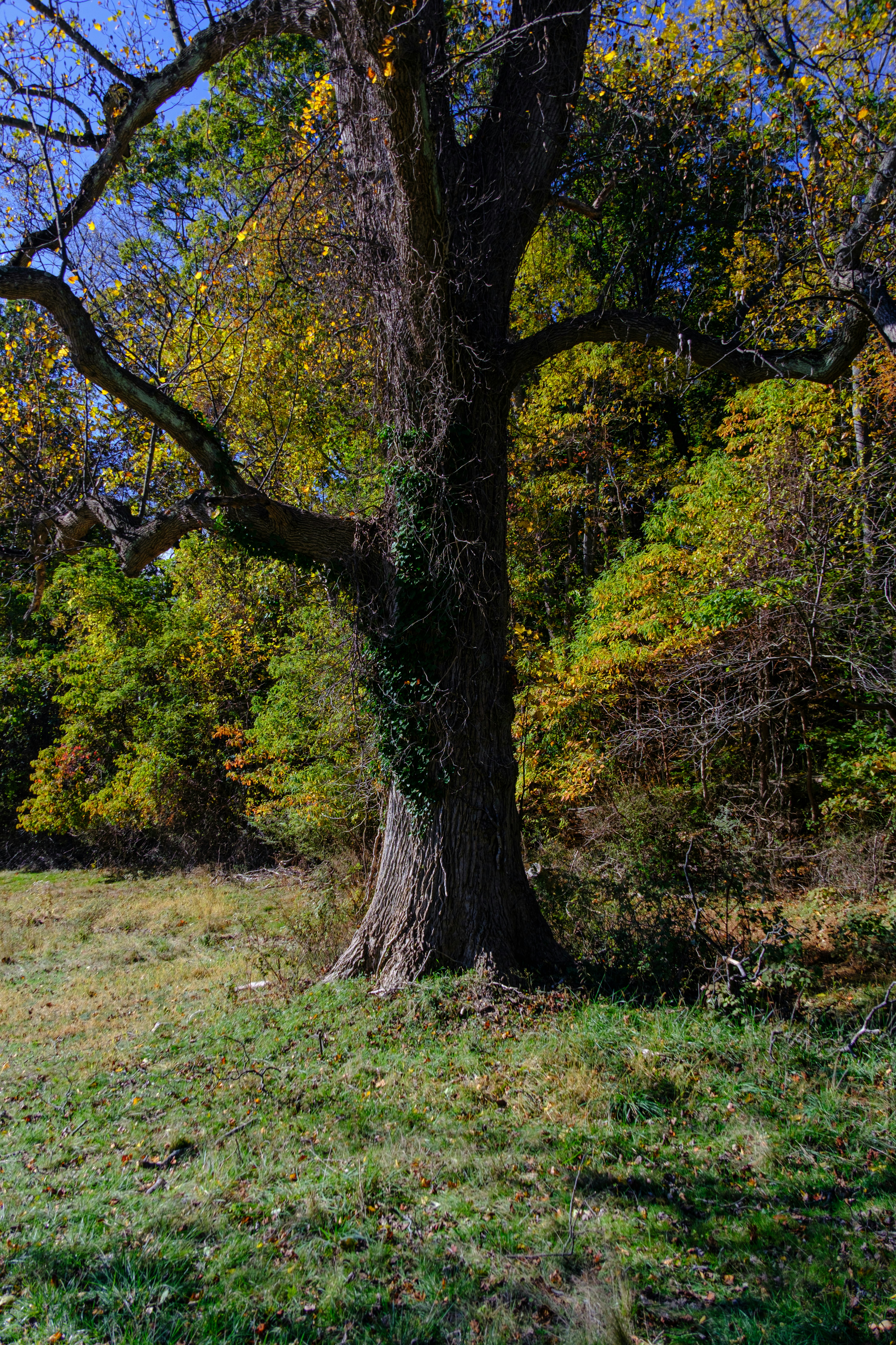 Mighty tree standing tall amidst a vibrant autumn landscape, showcasing a mix of green and golden foliage.
