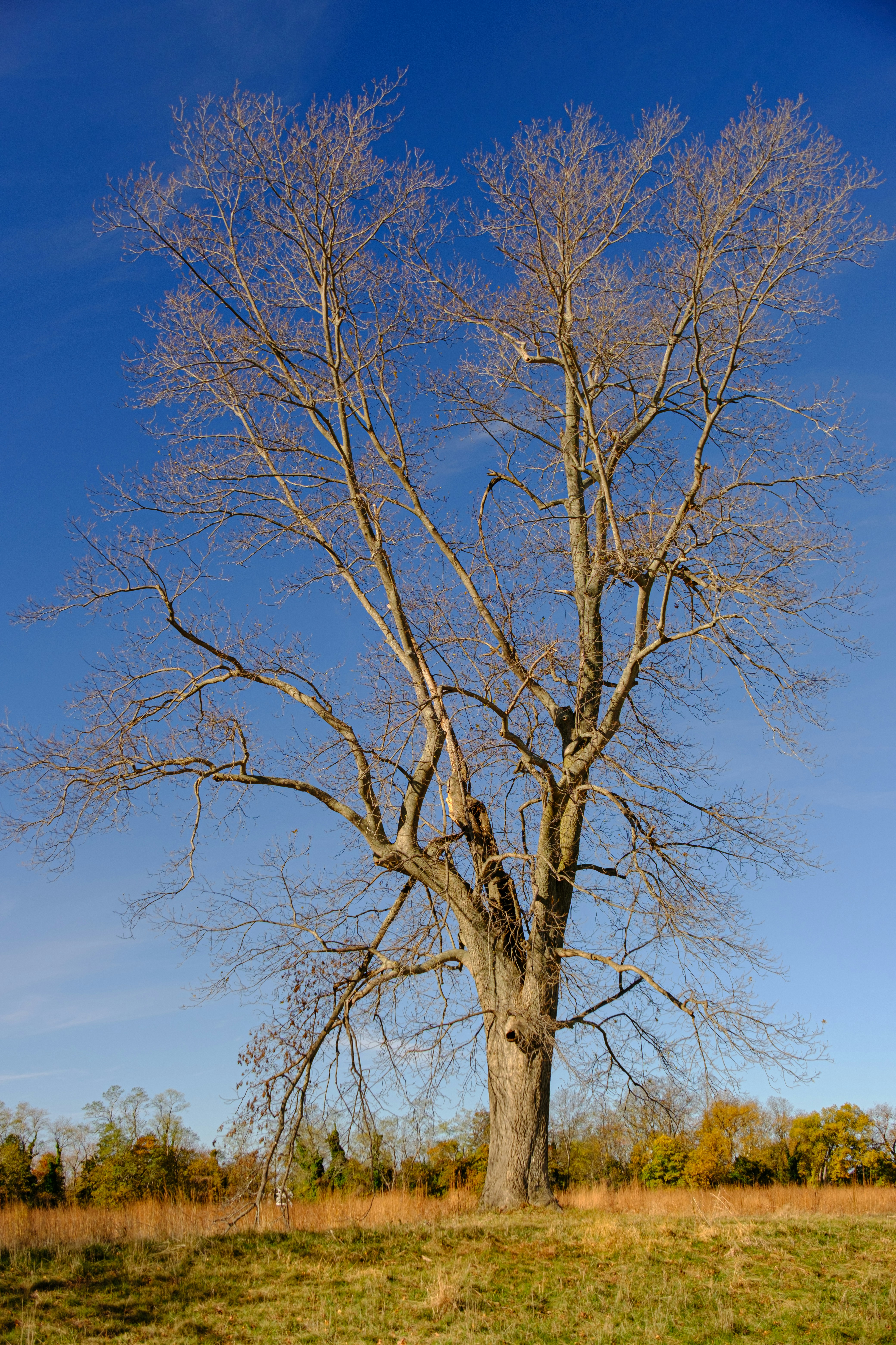 large bare tree
