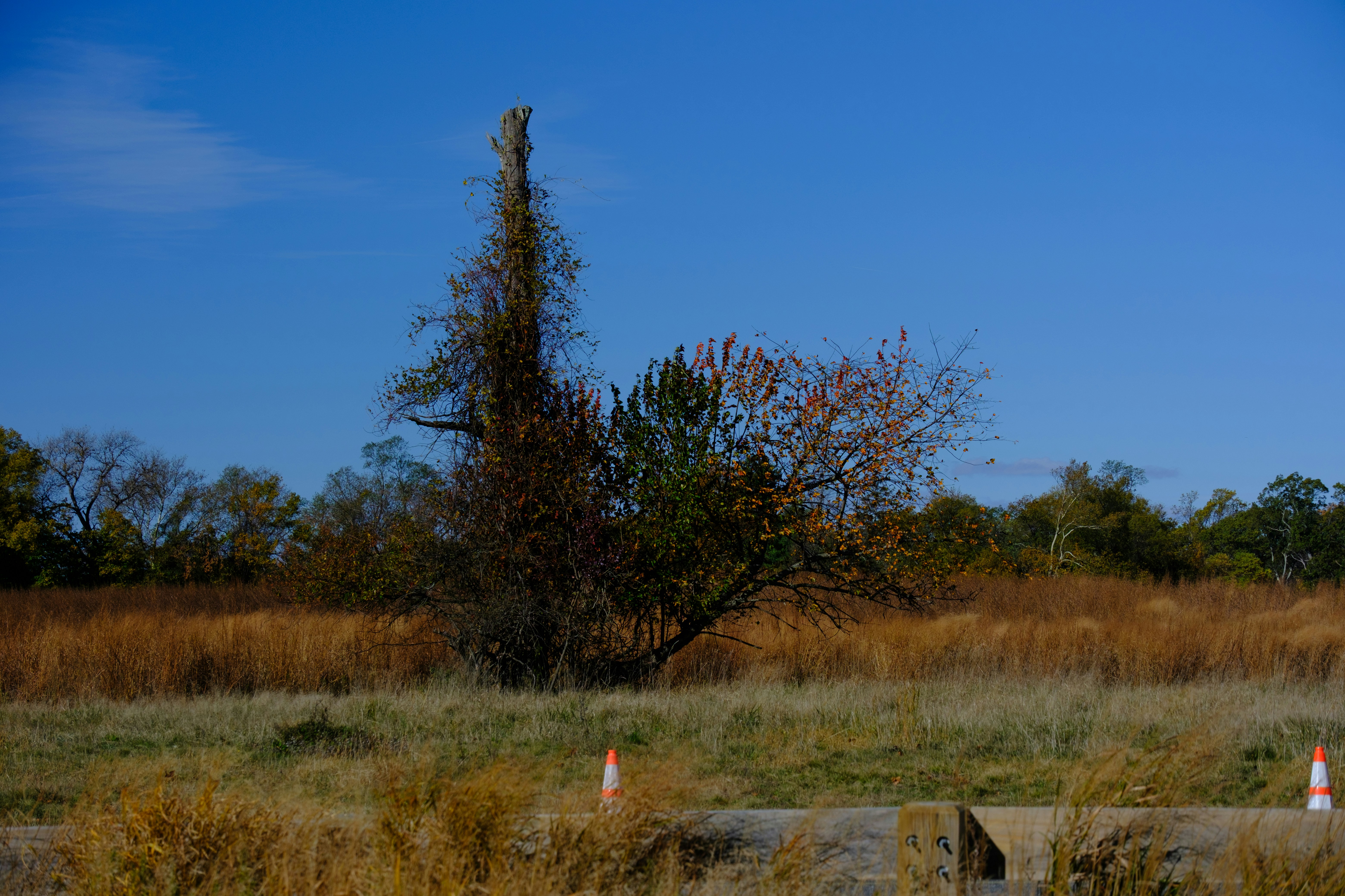 A solitary tree stands amidst golden grasses, showcasing vibrant autumn foliage against a clear blue sky.