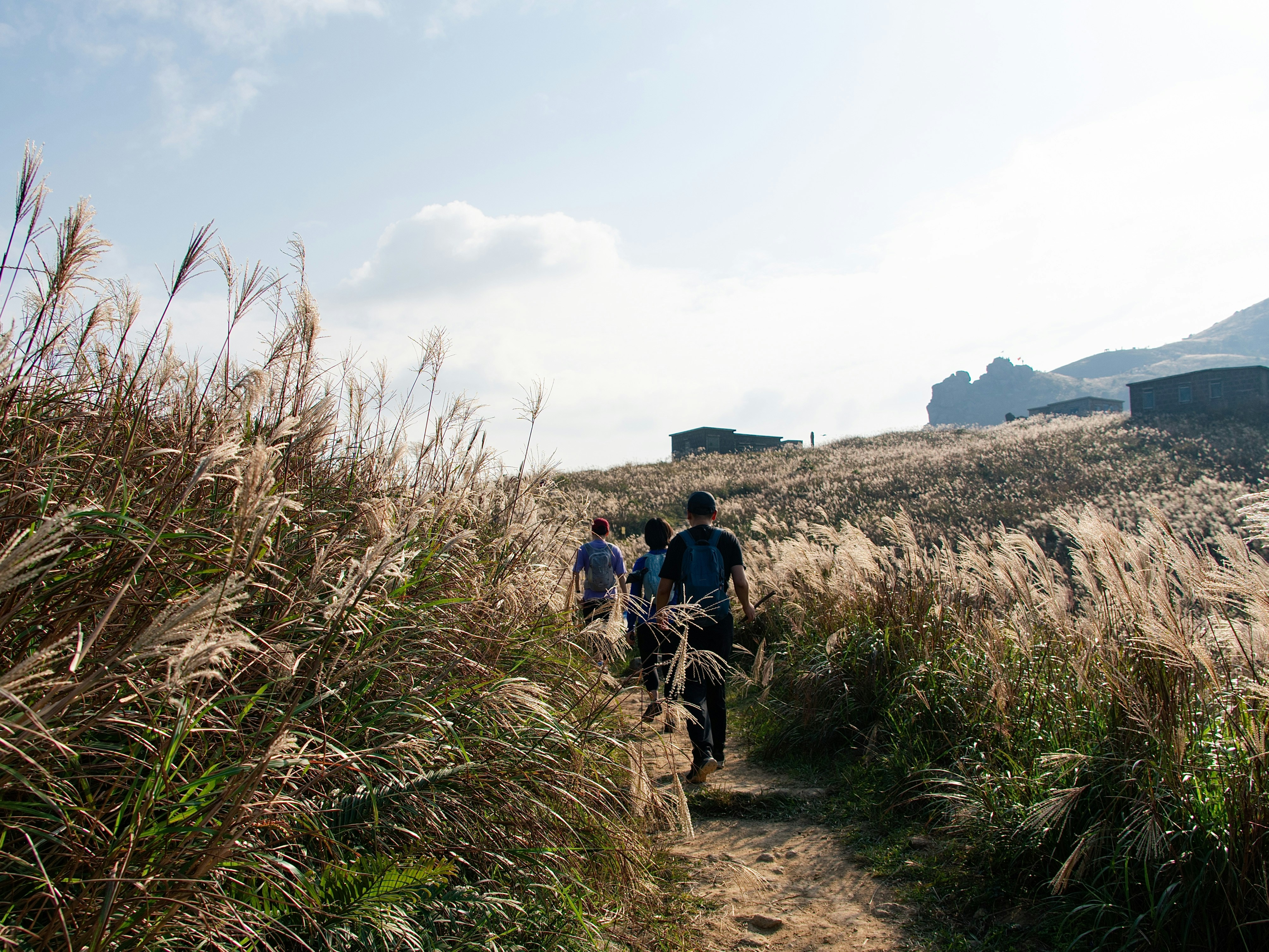 Hikers in a Corridor of Golden Reeds: A Quiet Walk Toward Distant Silhouettes
