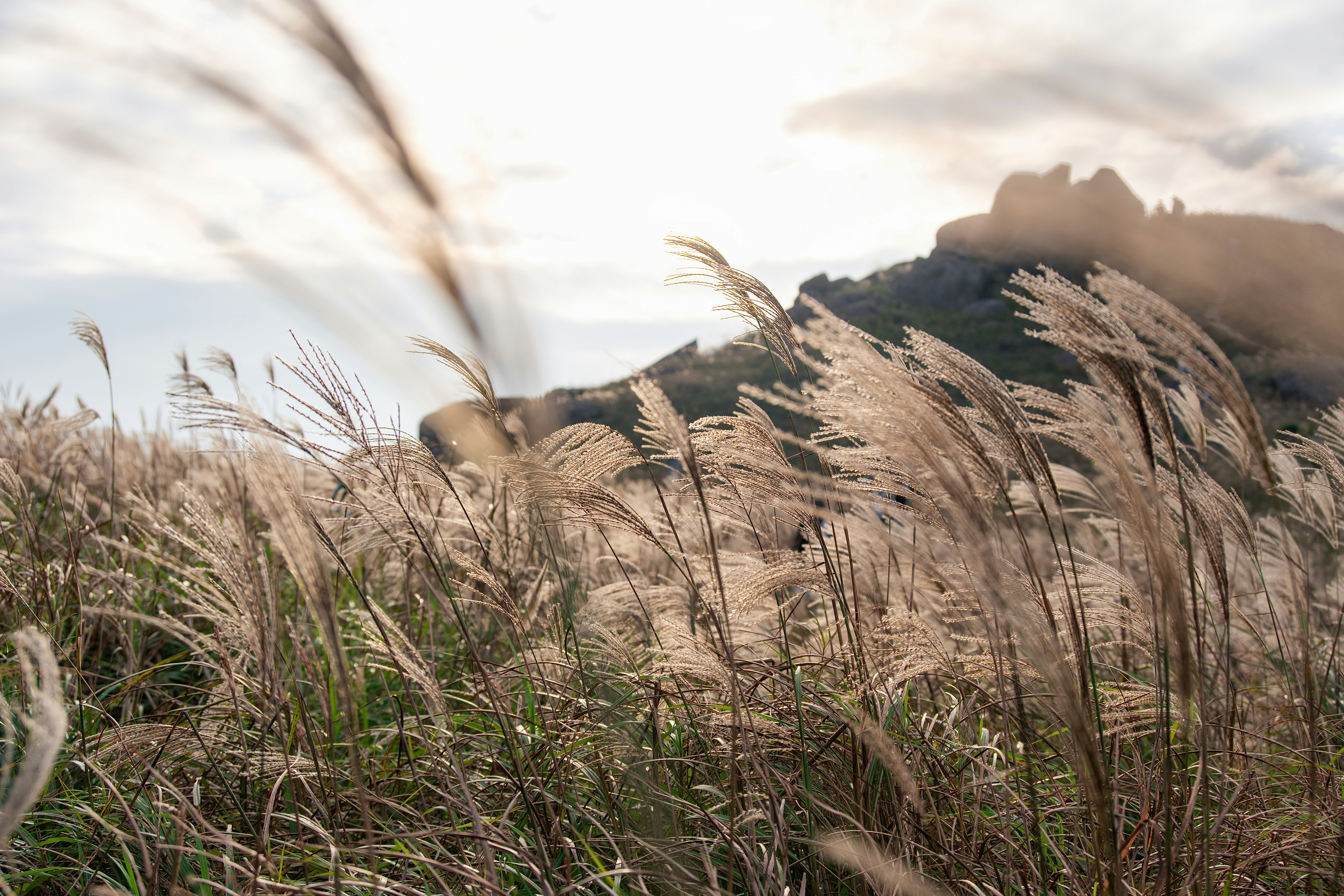 Photo by Q with Nikon Z5 II