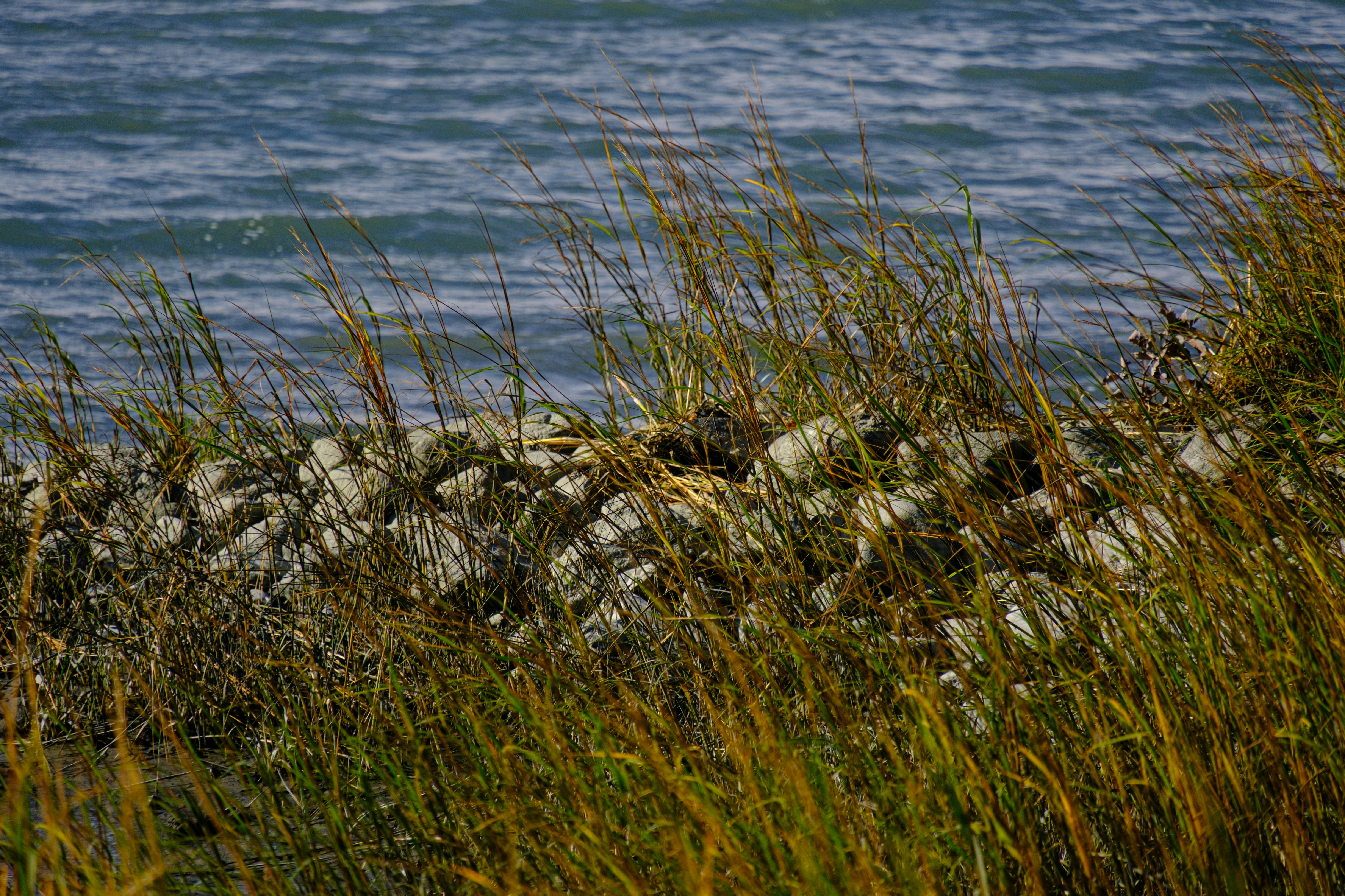Whispers of the Tidal Edge