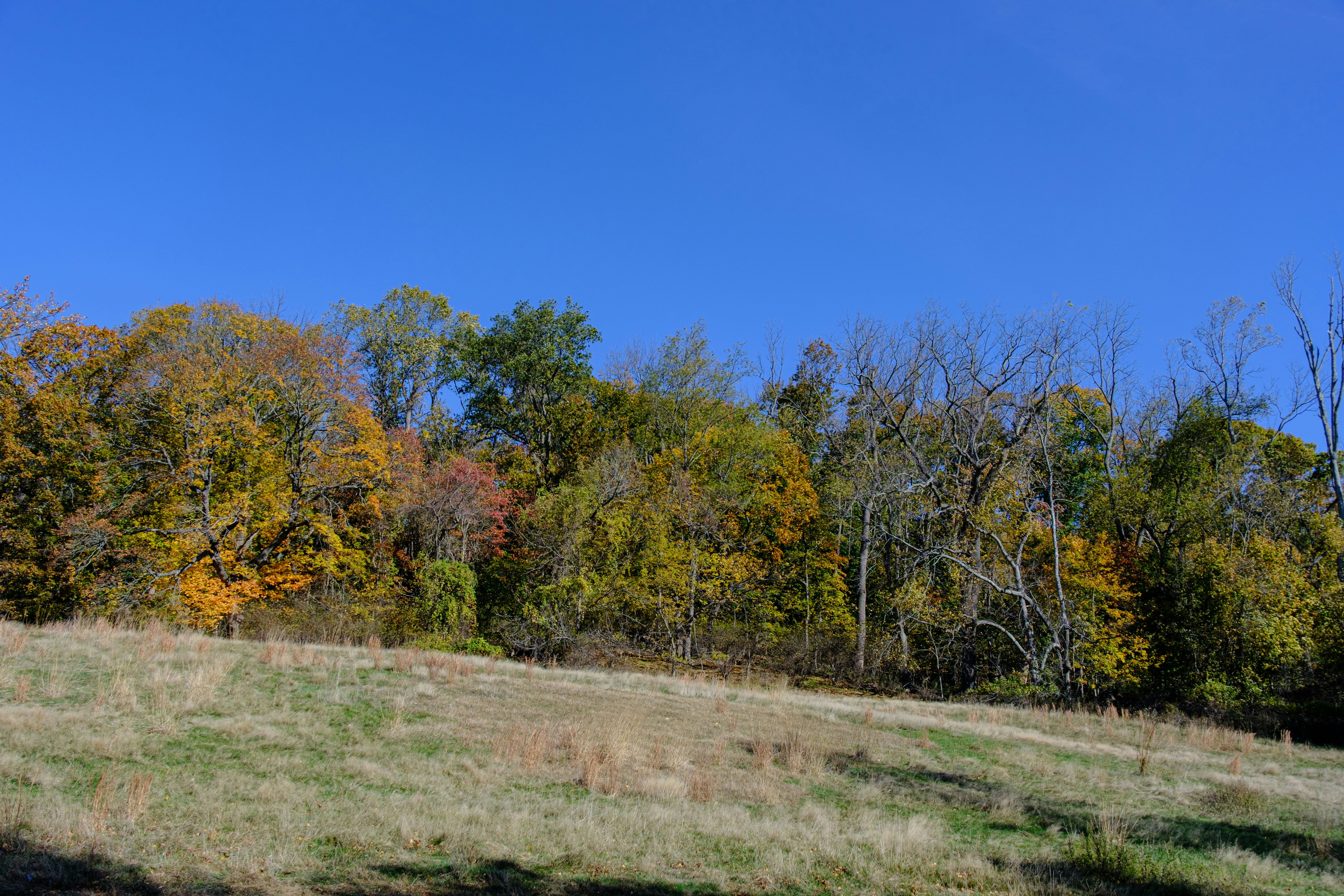 Vibrant autumn foliage contrasts against a clear blue sky, showcasing the seasonal transition in a serene landscape.