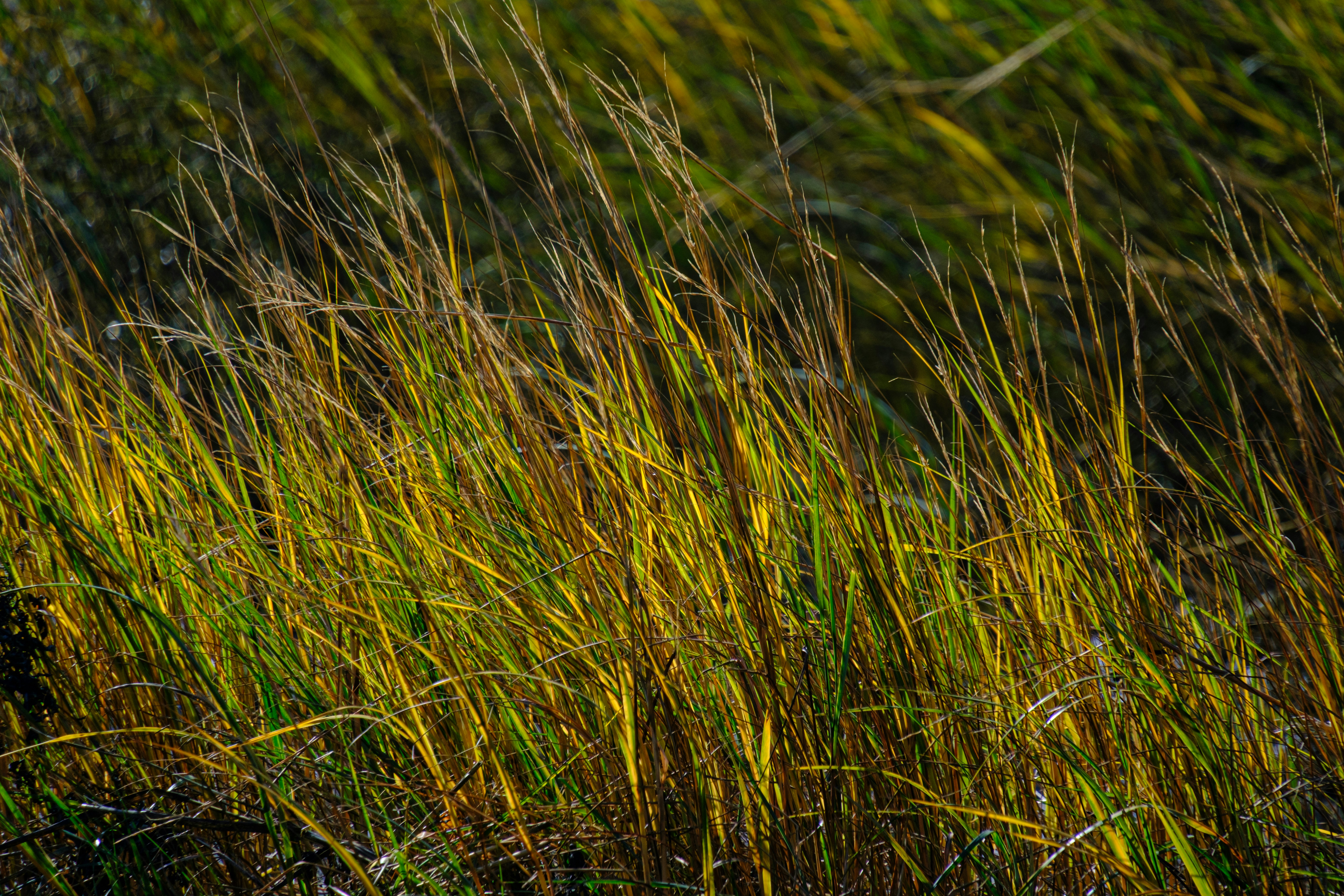 Whispers of Golden Grass