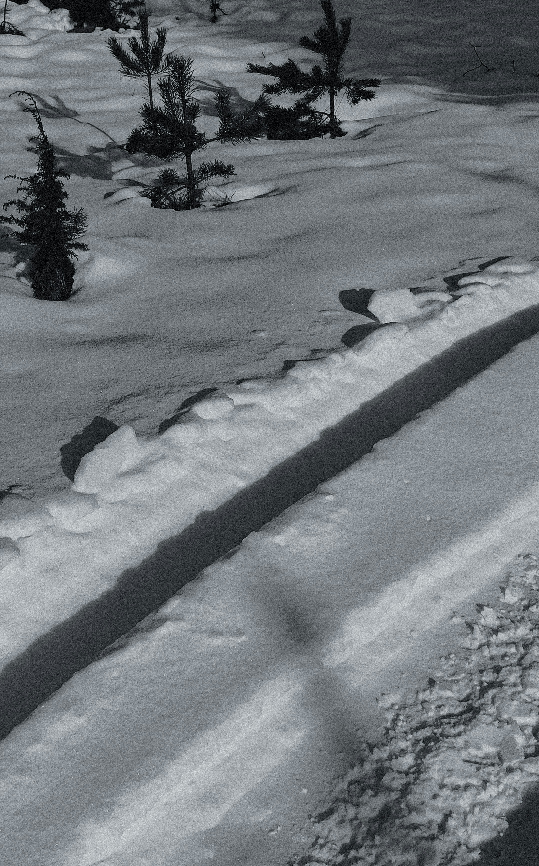 Snow-covered landscape with a distinct trail cutting through, bordered by small evergreen trees. The monochrome tones enhance the serene winter atmosphere.