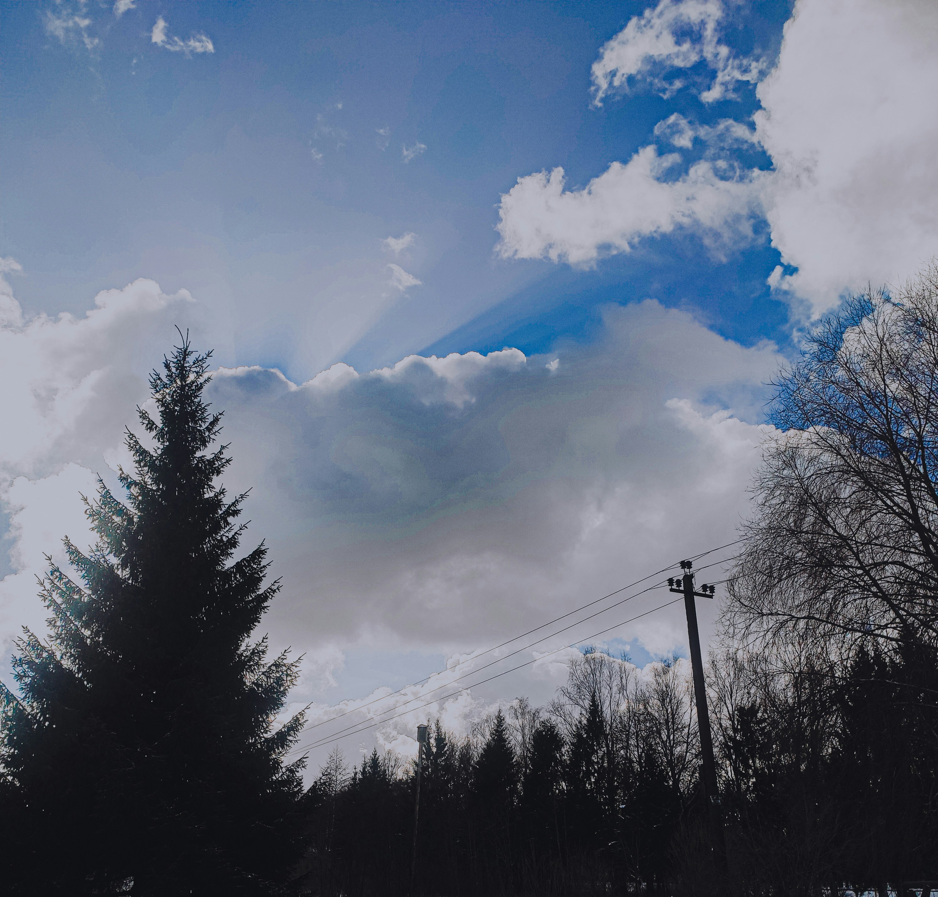 Whispers of Light Beneath the Canopy