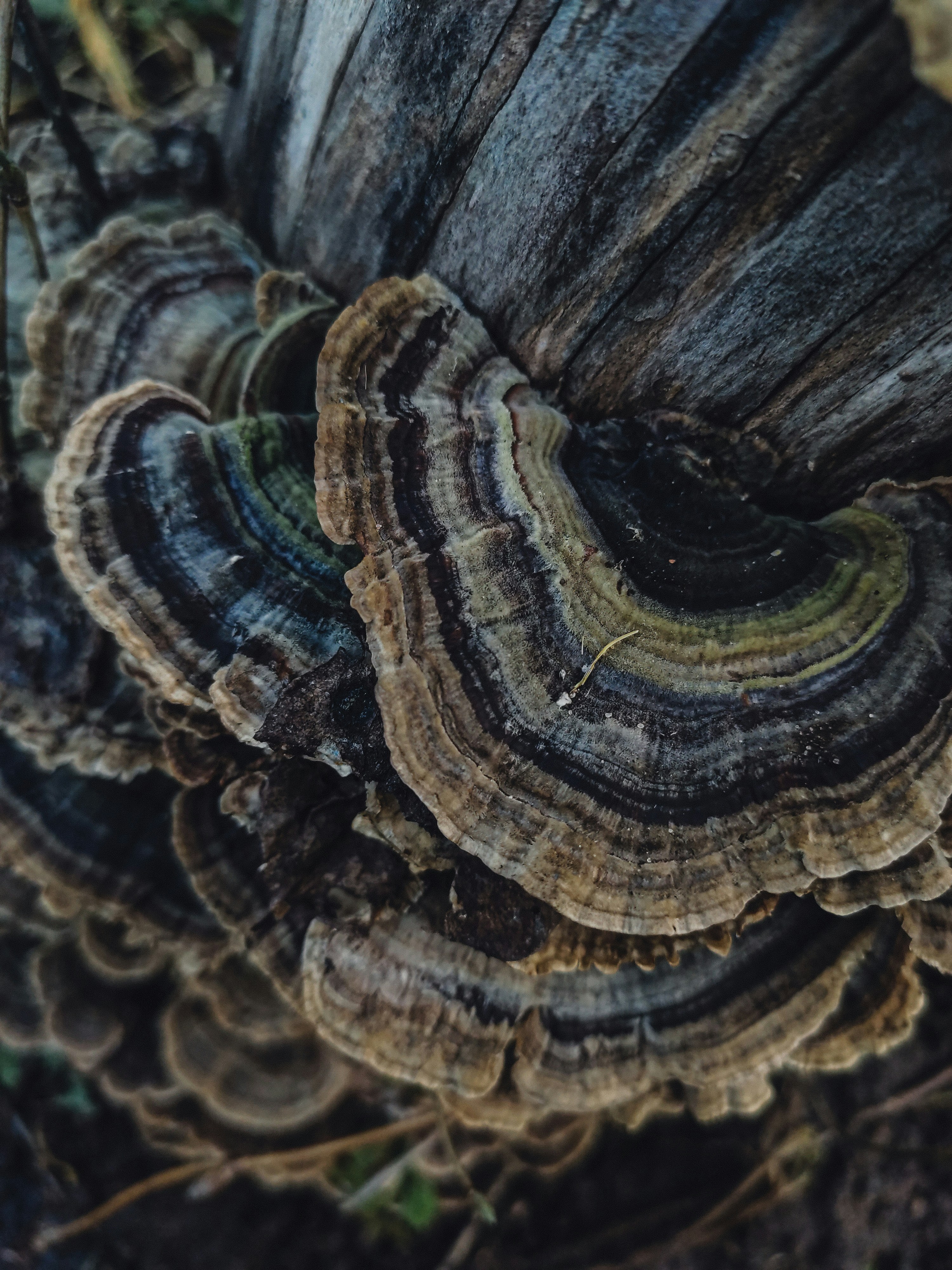 Concentric Brackets on Weathered Wood: A Close-Up of Fungal Tapestry