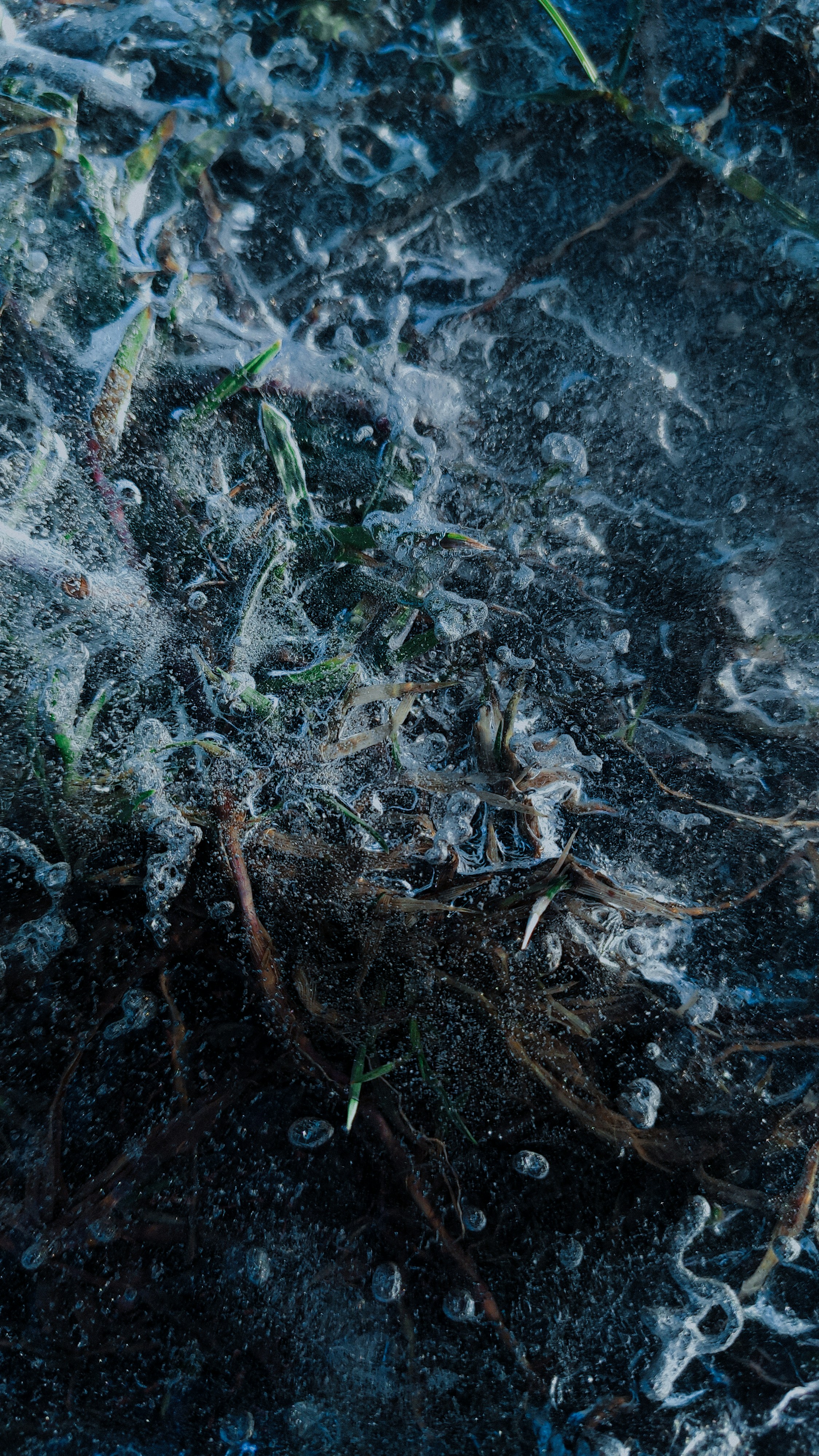 Bubbles and ripples create a dynamic scene above submerged grass and twigs in a shallow water setting.