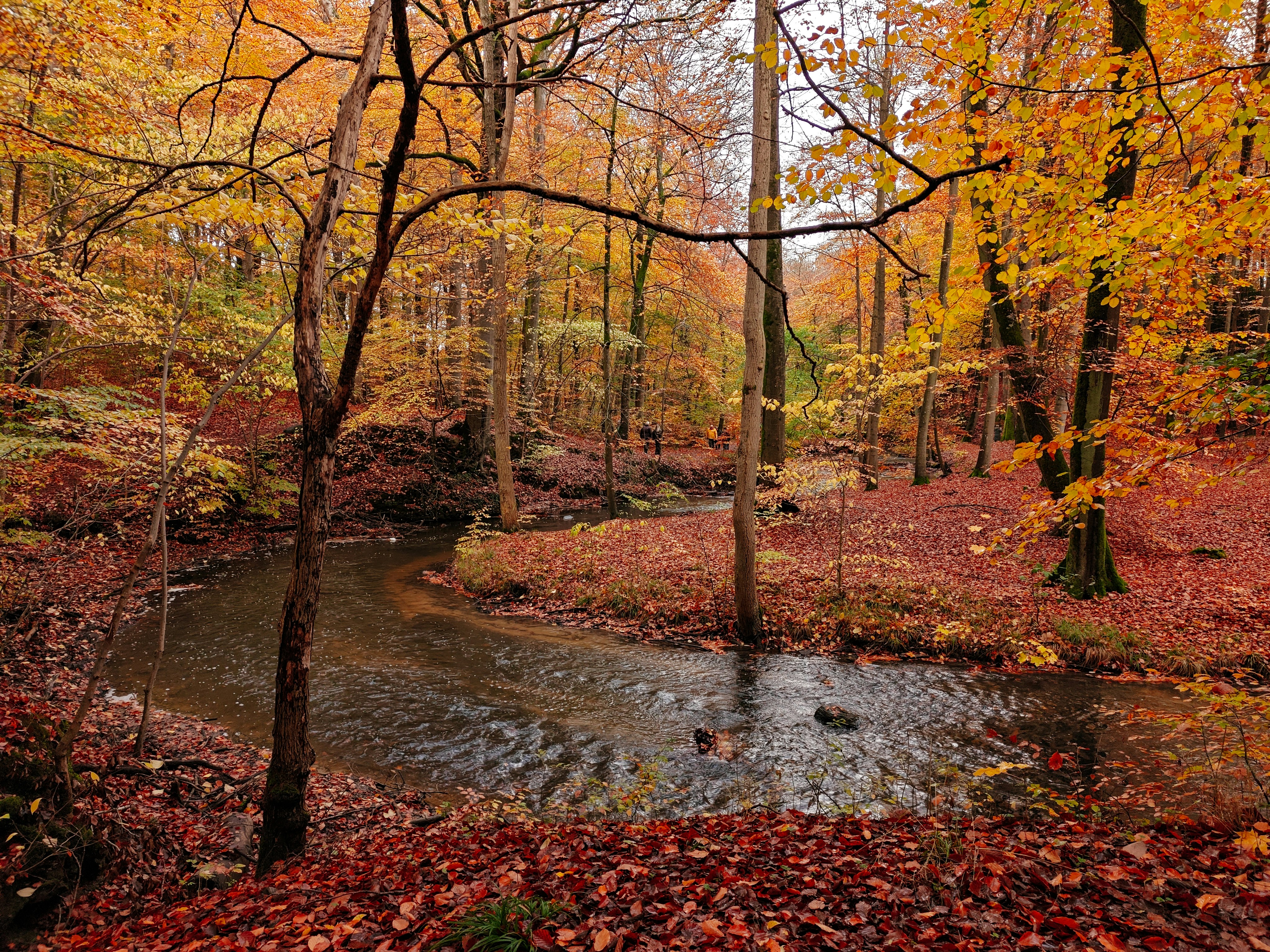 A serene forest scene featuring a winding stream surrounded by vibrant autumn foliage, with leaves carpeting the ground. The tranquil atmosphere invites reflection.