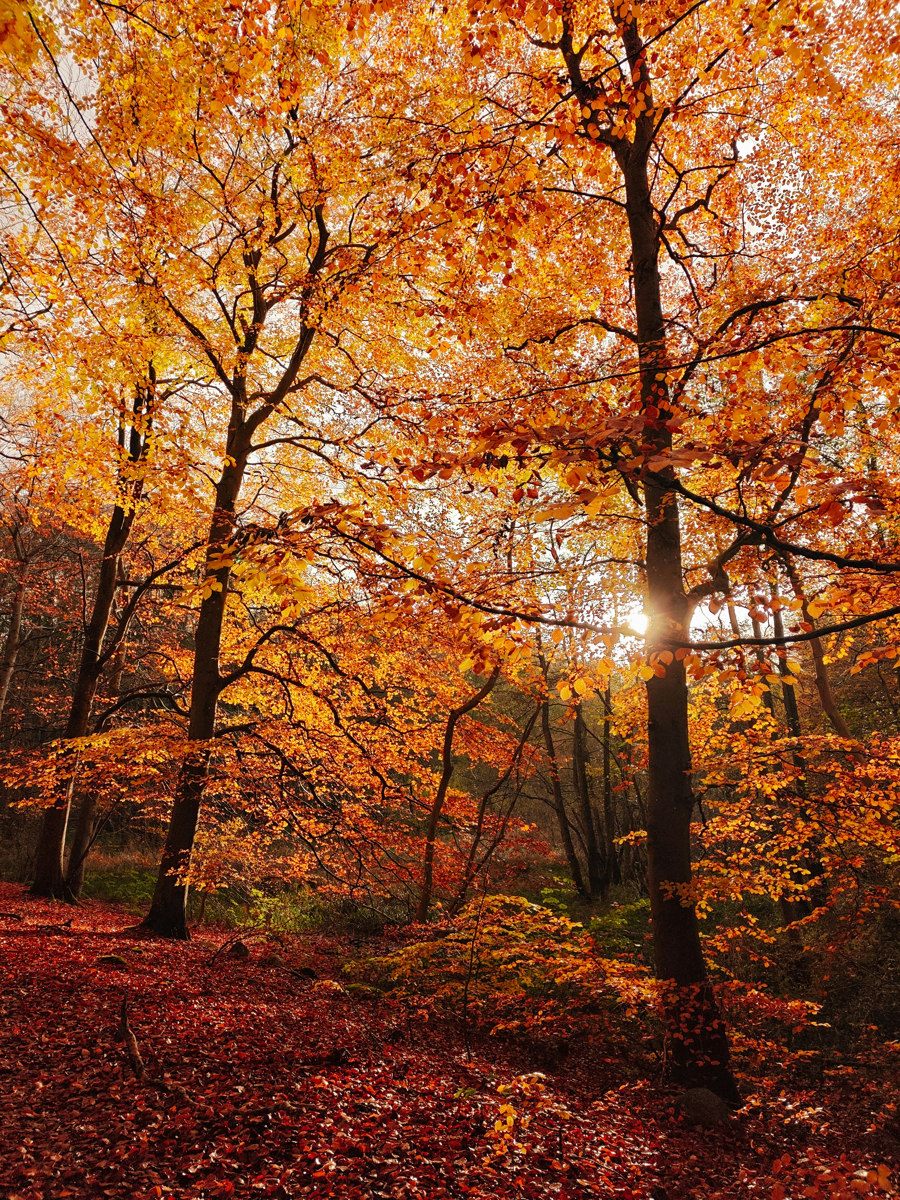 Autumn's Embrace: A Golden CanopyLouise Pilgaard