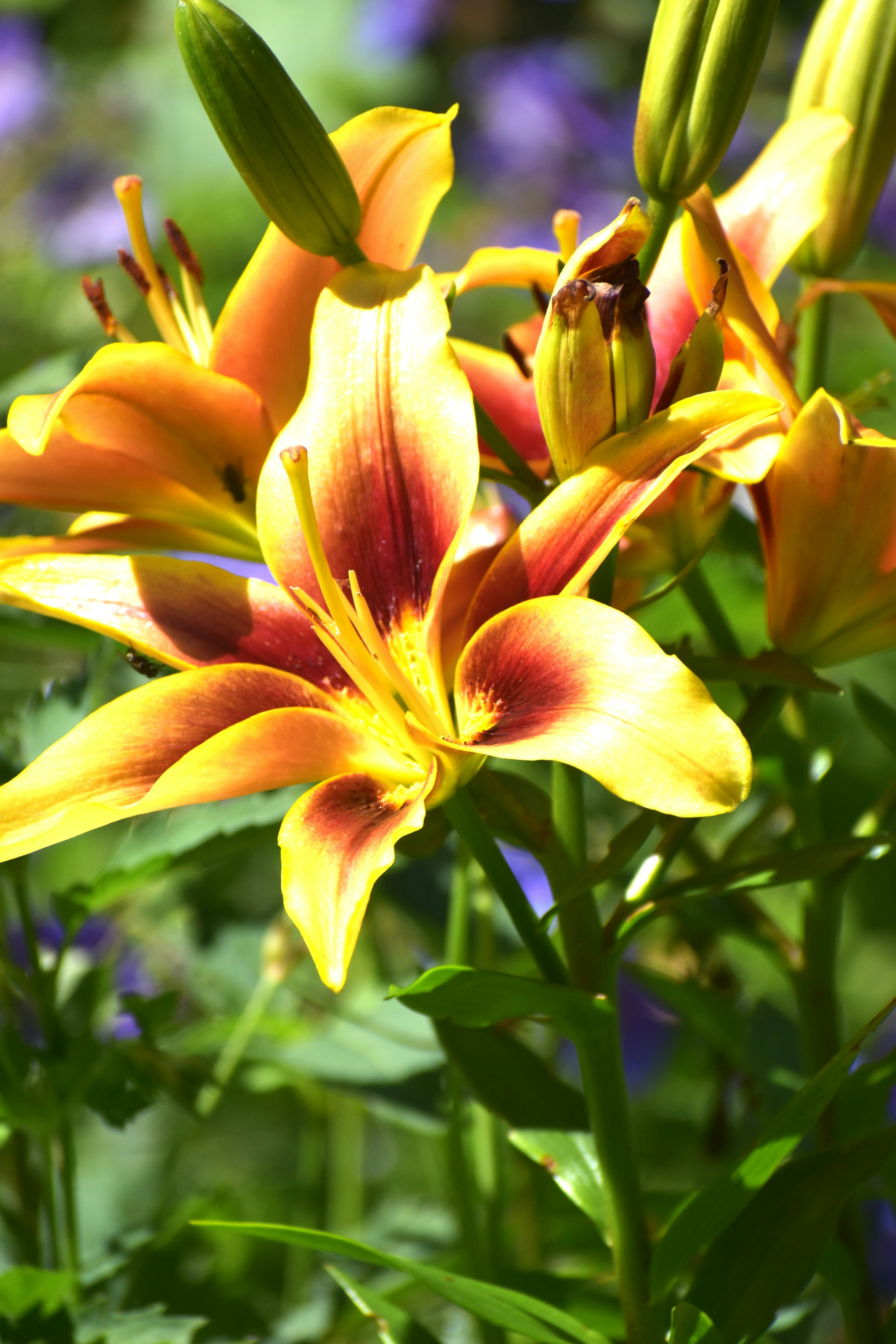 Vibrant orange and yellow lilies with deep red accents bloom amidst lush green foliage. Their intricate petals showcase nature's artistry.