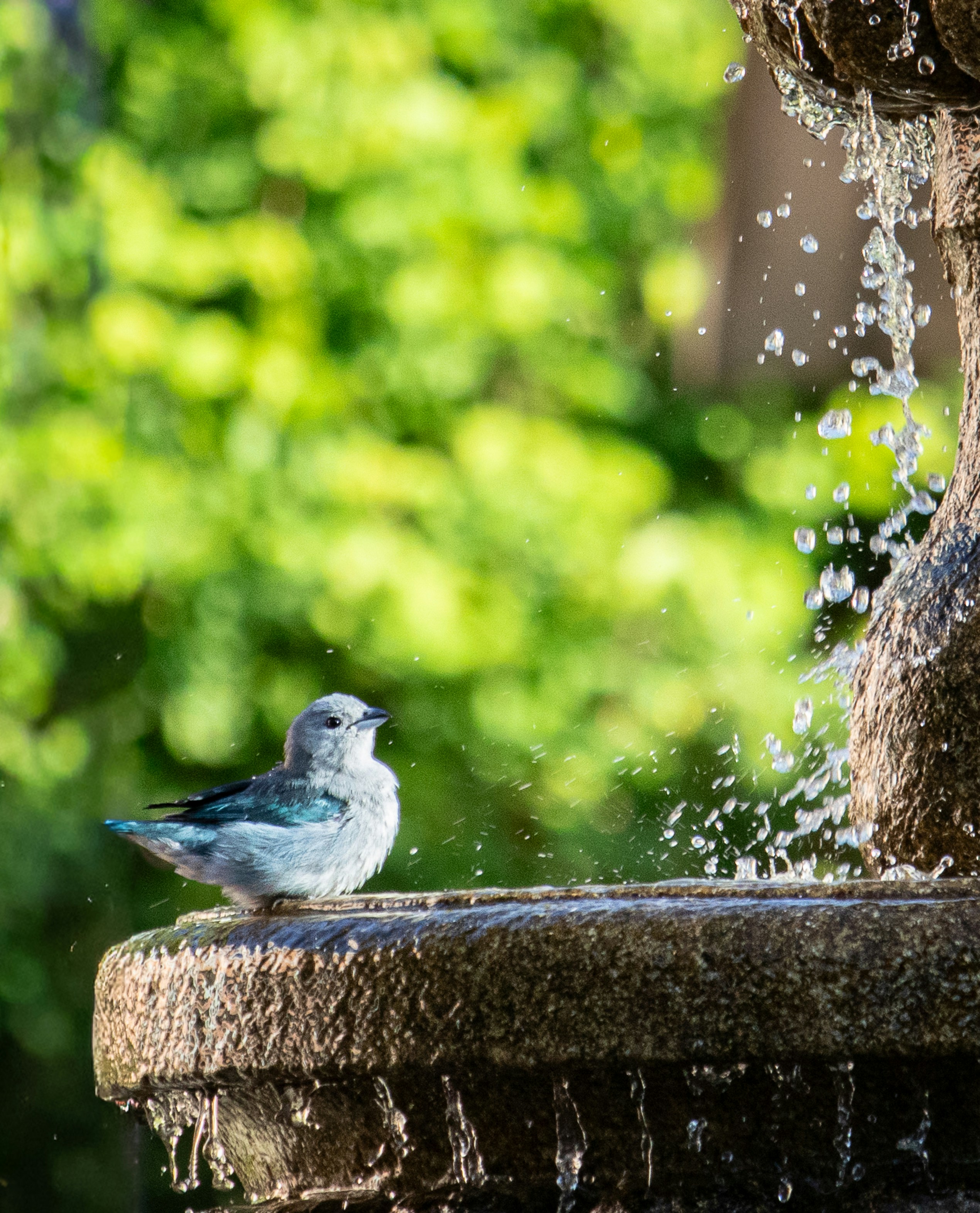 A Splash of Serenity: Avian Delight at the Fountain