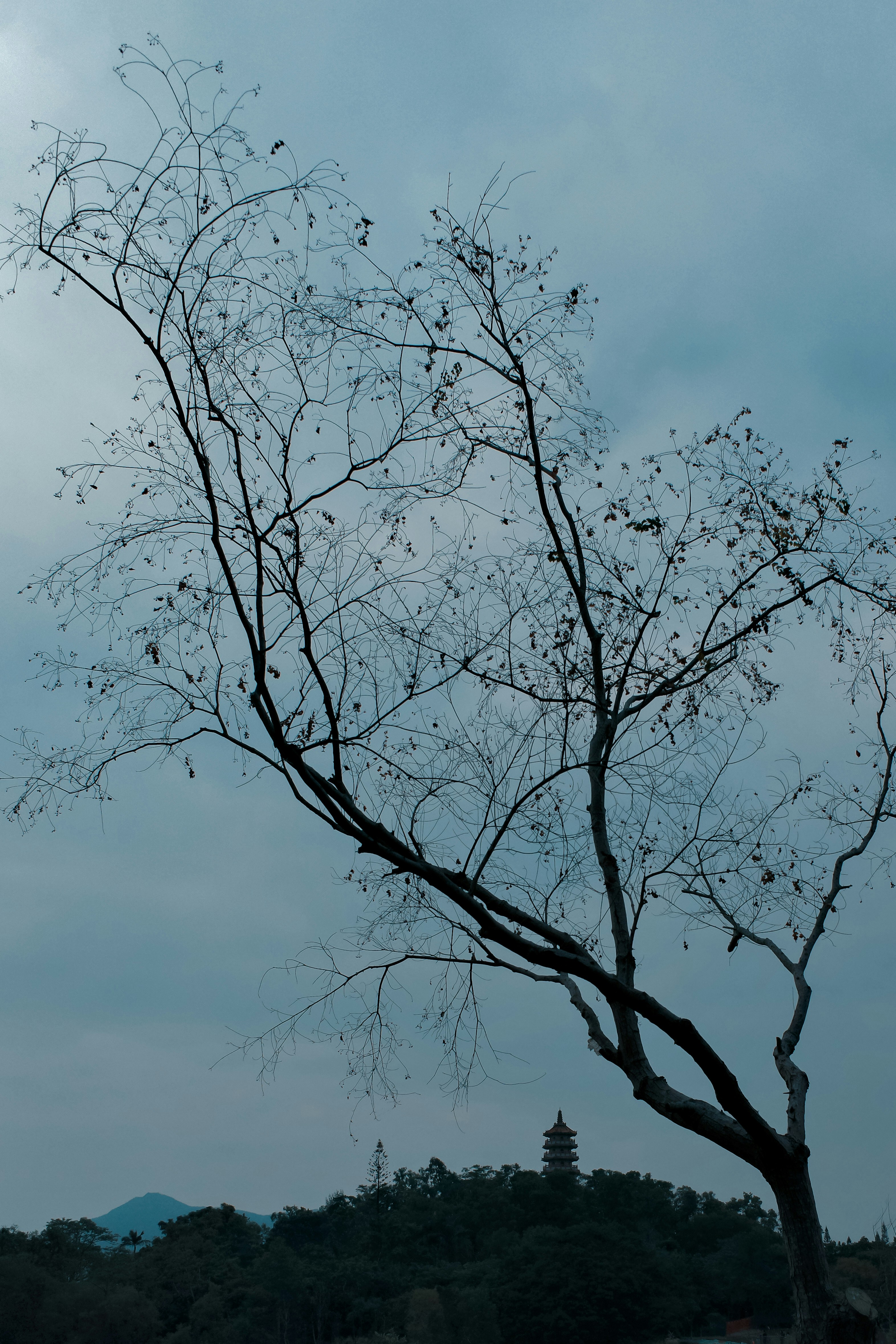 Bare tree branches reach towards a moody sky, silhouetted against a distant pagoda and rolling hills. The scene evokes a sense of quiet contemplation.