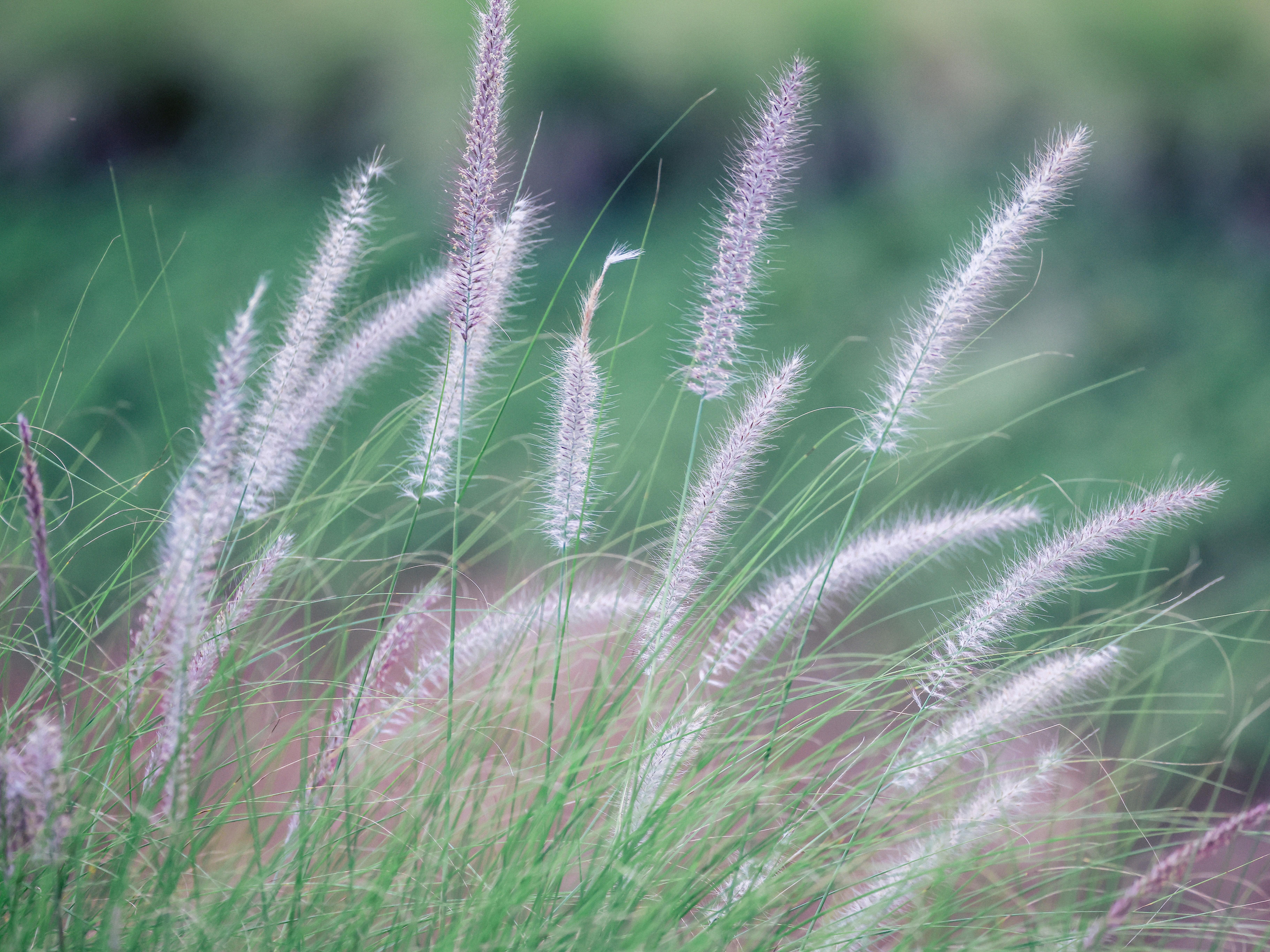 Soft focus on feathery grass plumes swaying gently.
