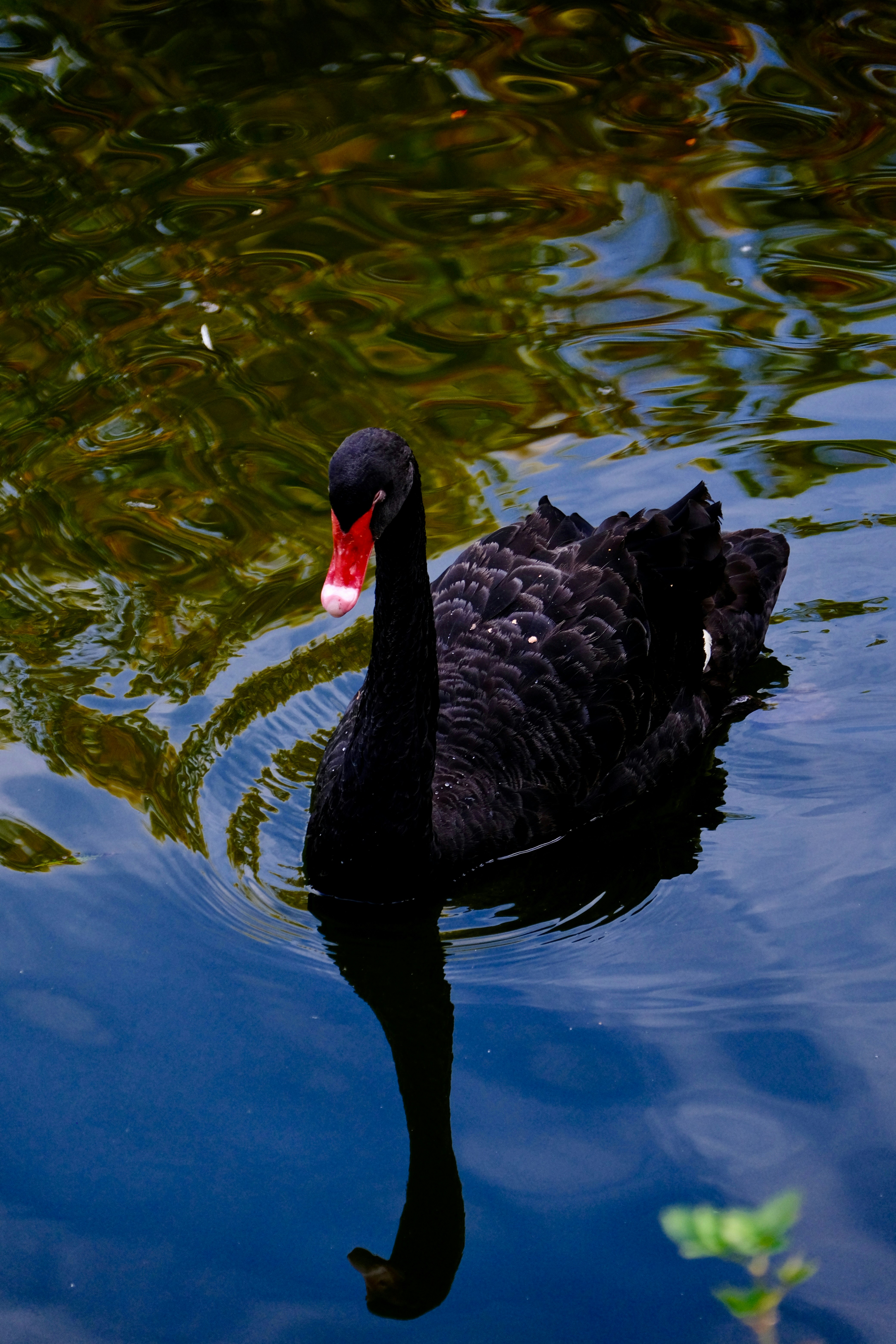 A black swan glides gracefully across a serene pond, its reflection shimmering in the water's surface.