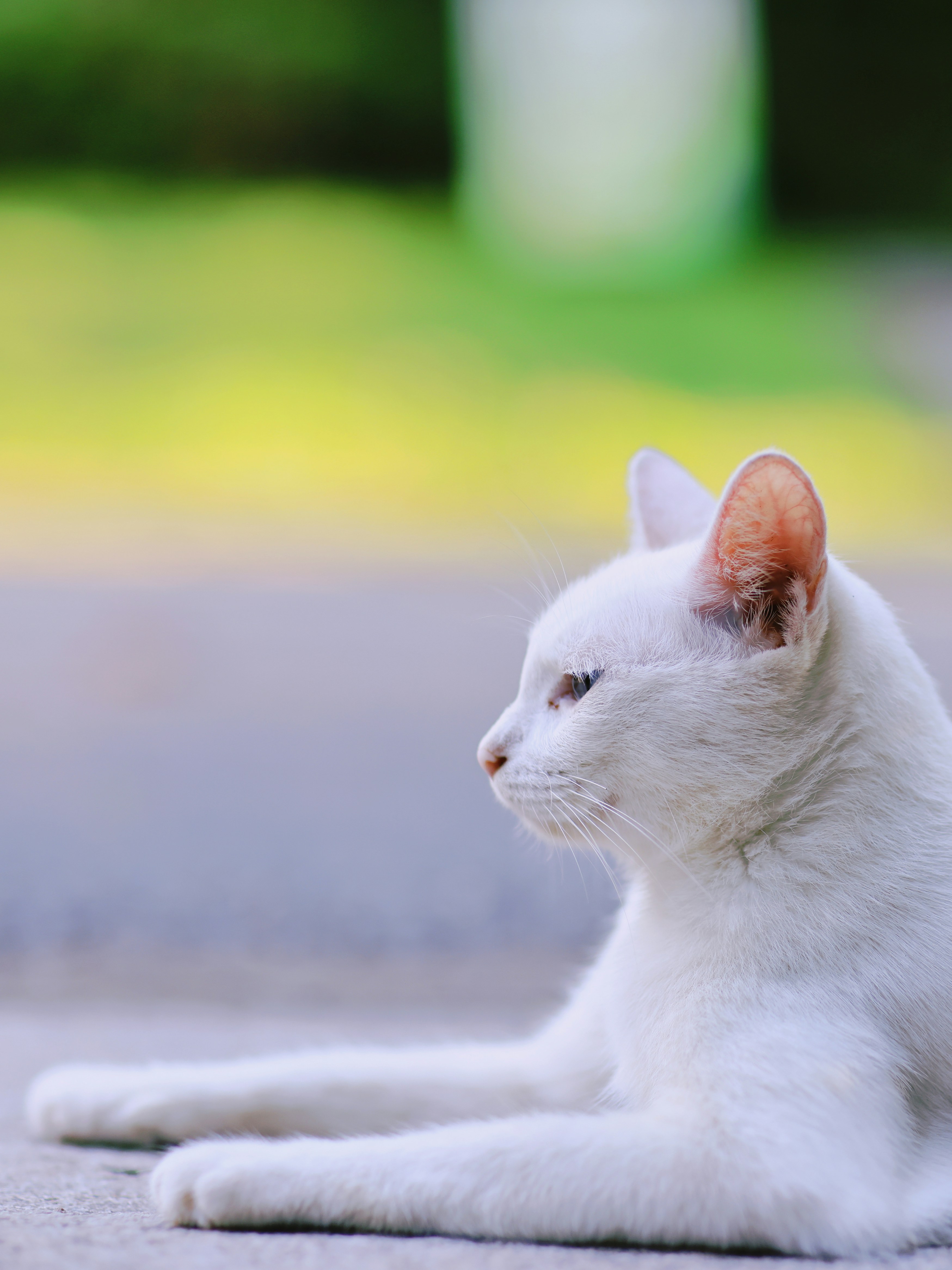 A white cat lounging serenely on a smooth surface, basking in soft sunlight with a blurred green background.