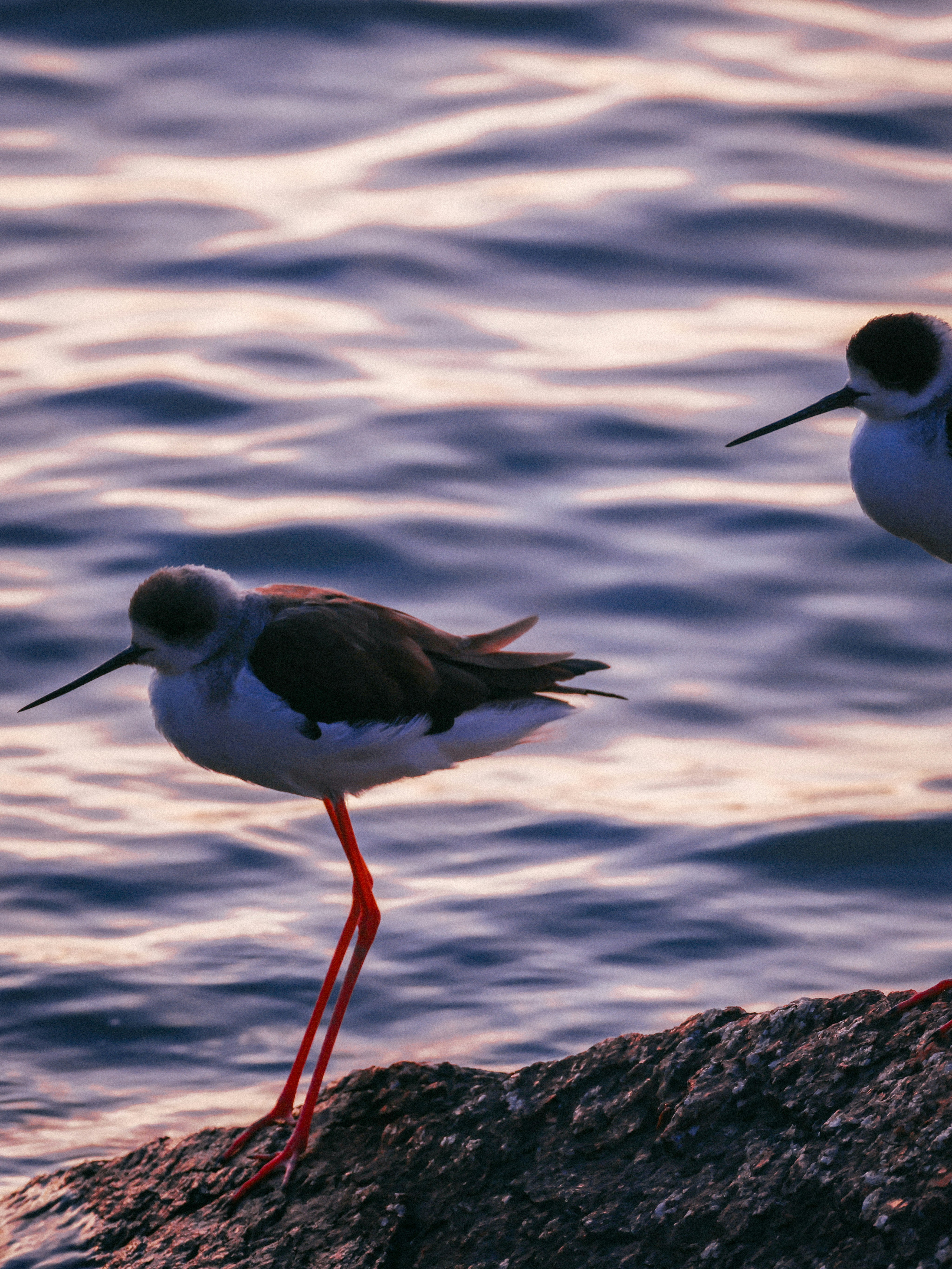 Elegance on the Shoreline: A Dance of Waders