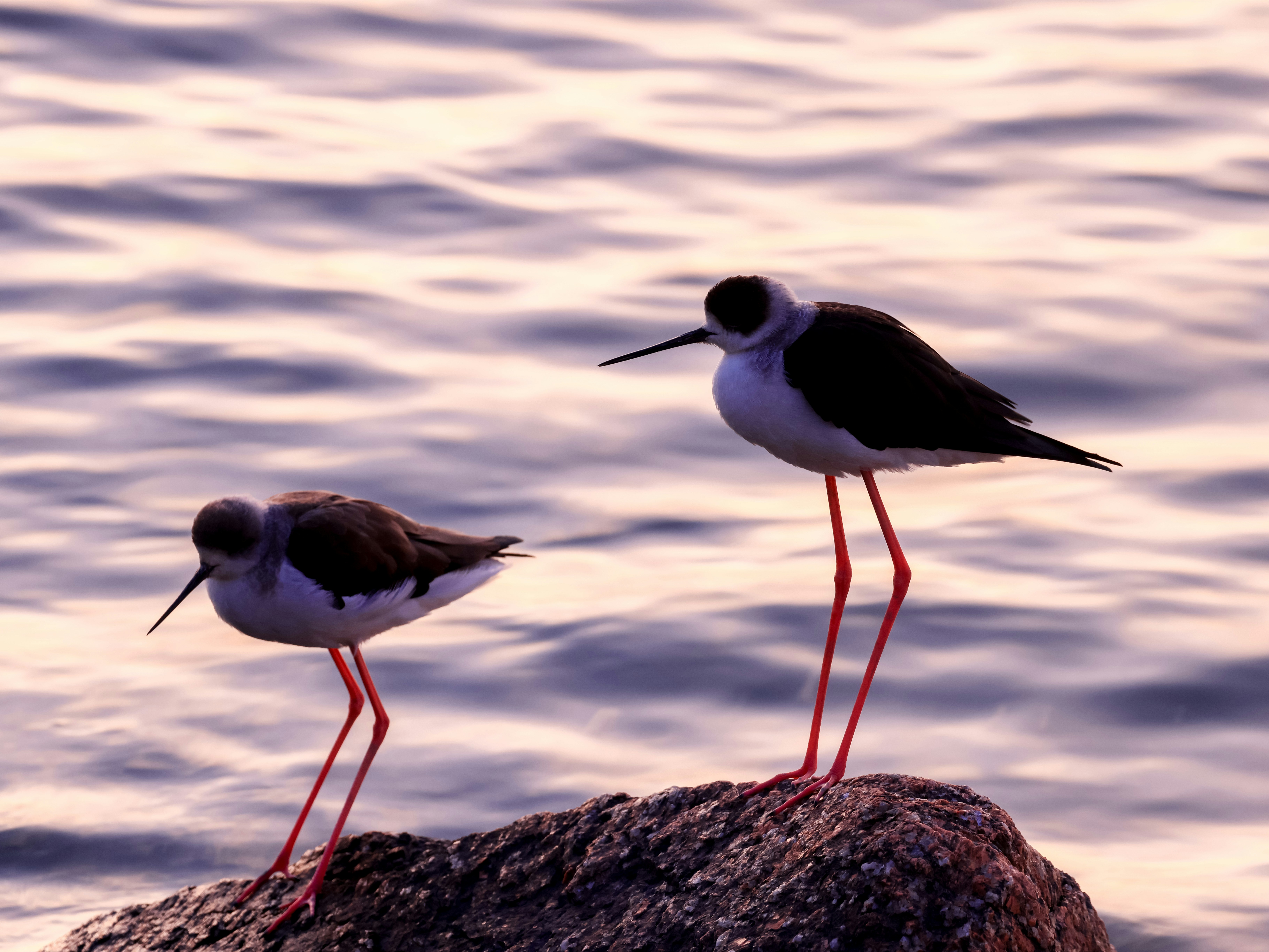 Dusk Stilt Watch: Two Red-Legged Birds on a Tide-Washed Rock