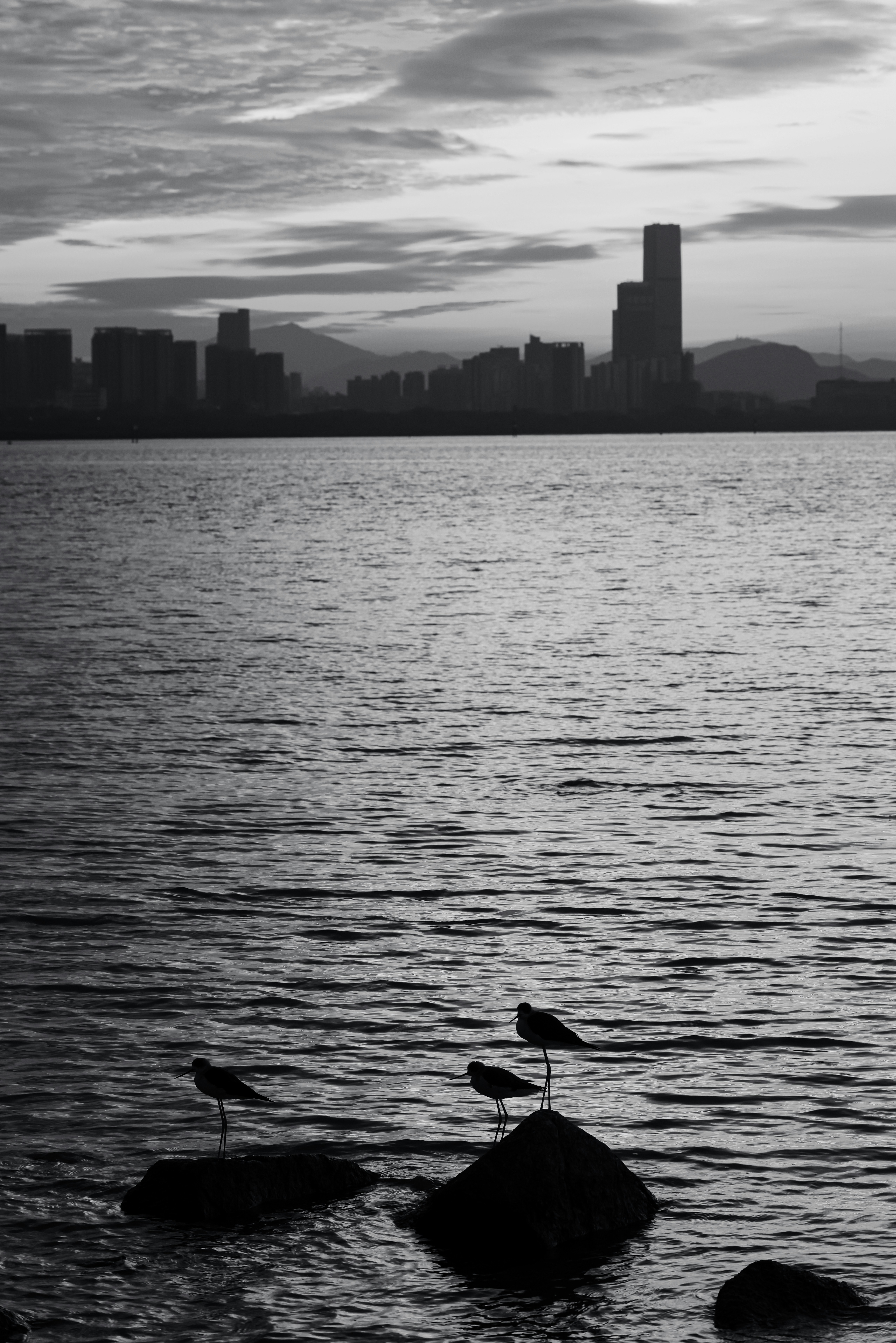 Rockbound Sentinels: Birds at the Waterline Beneath a City Horizon