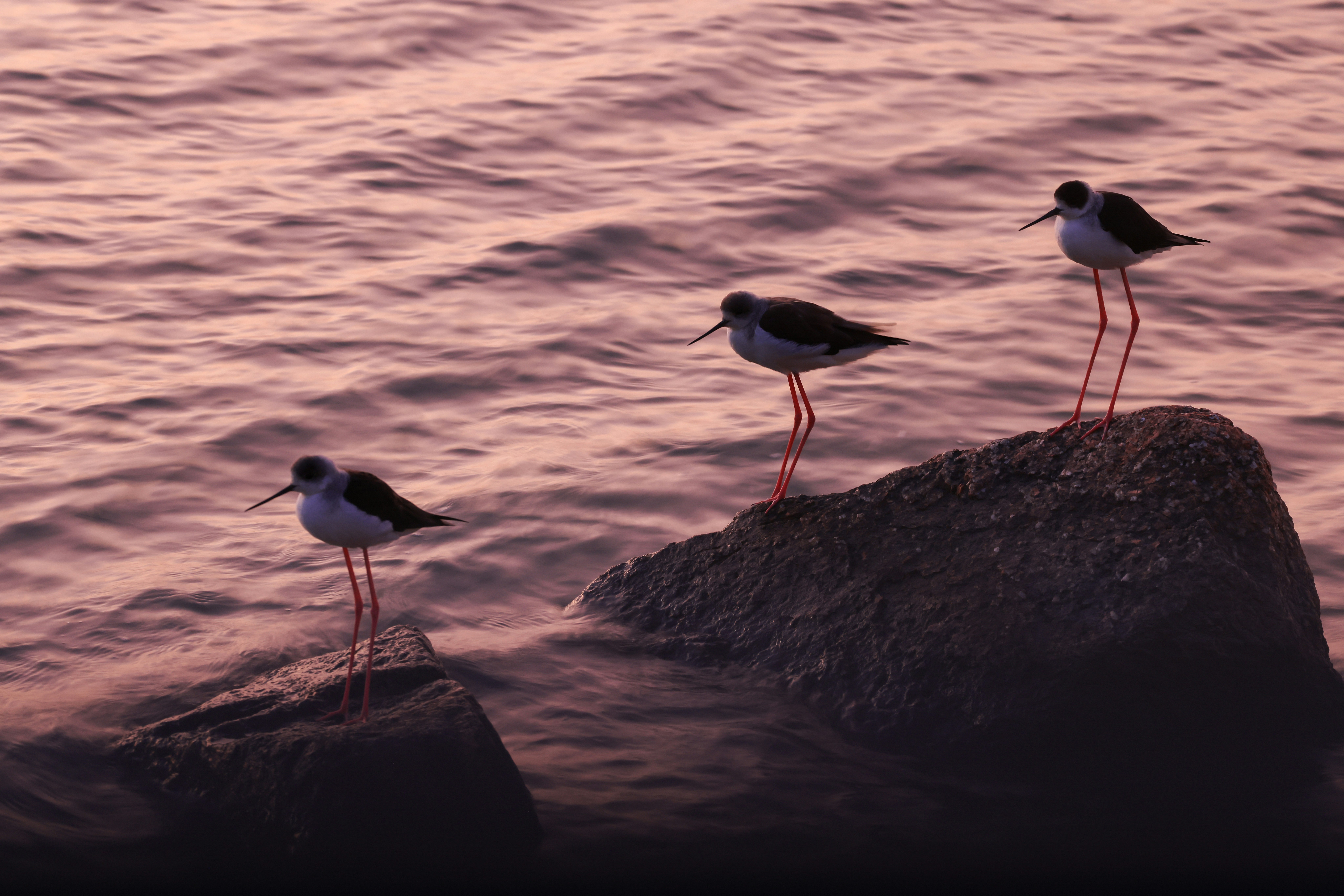 Three black-necked stilts perched on rocks by the water's edge during twilight, reflecting the soft hues of the setting sun.
