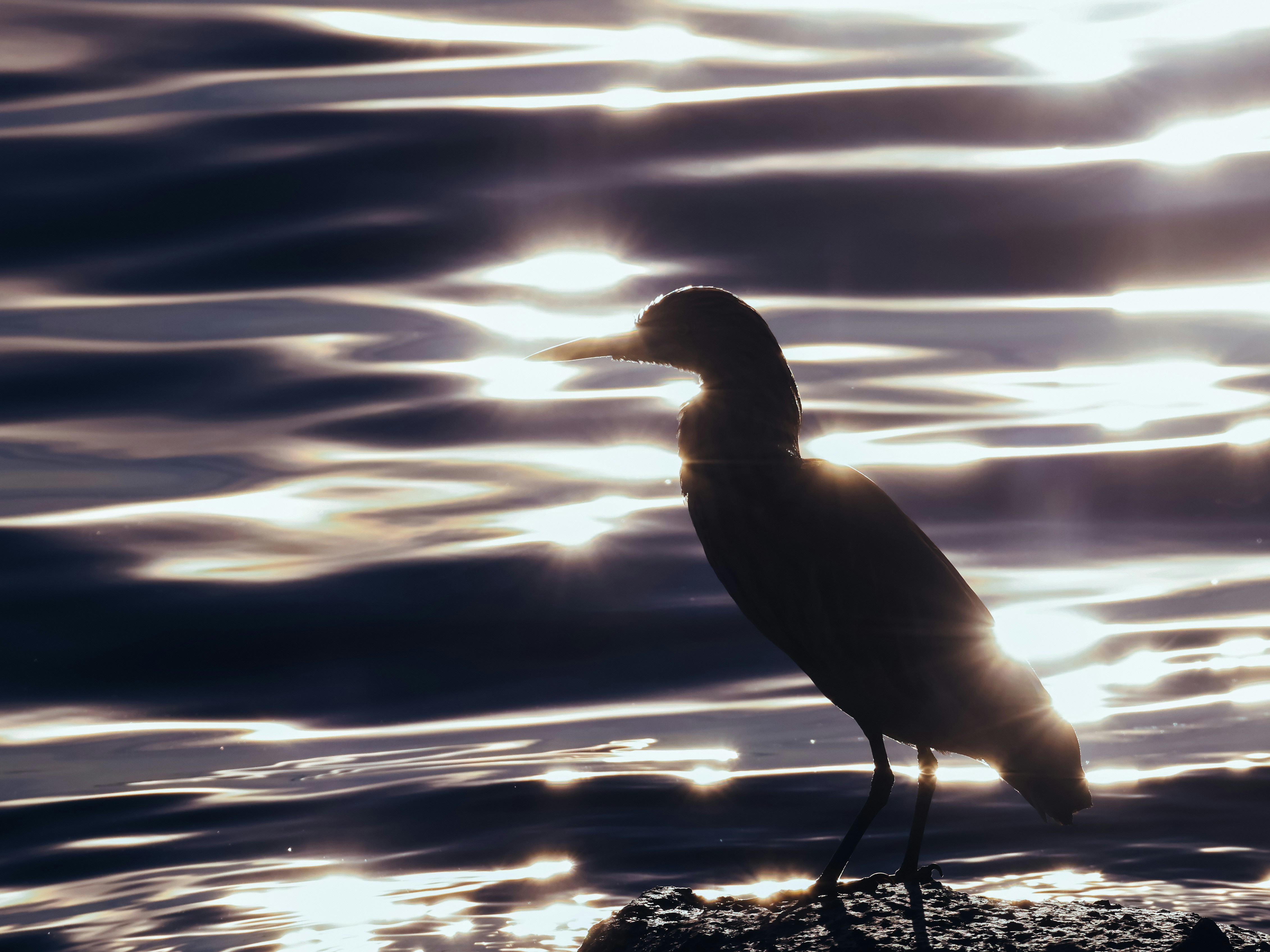 A heron stands silhouetted against shimmering water, capturing the tranquil essence of twilight. The play of light creates a mesmerizing backdrop.