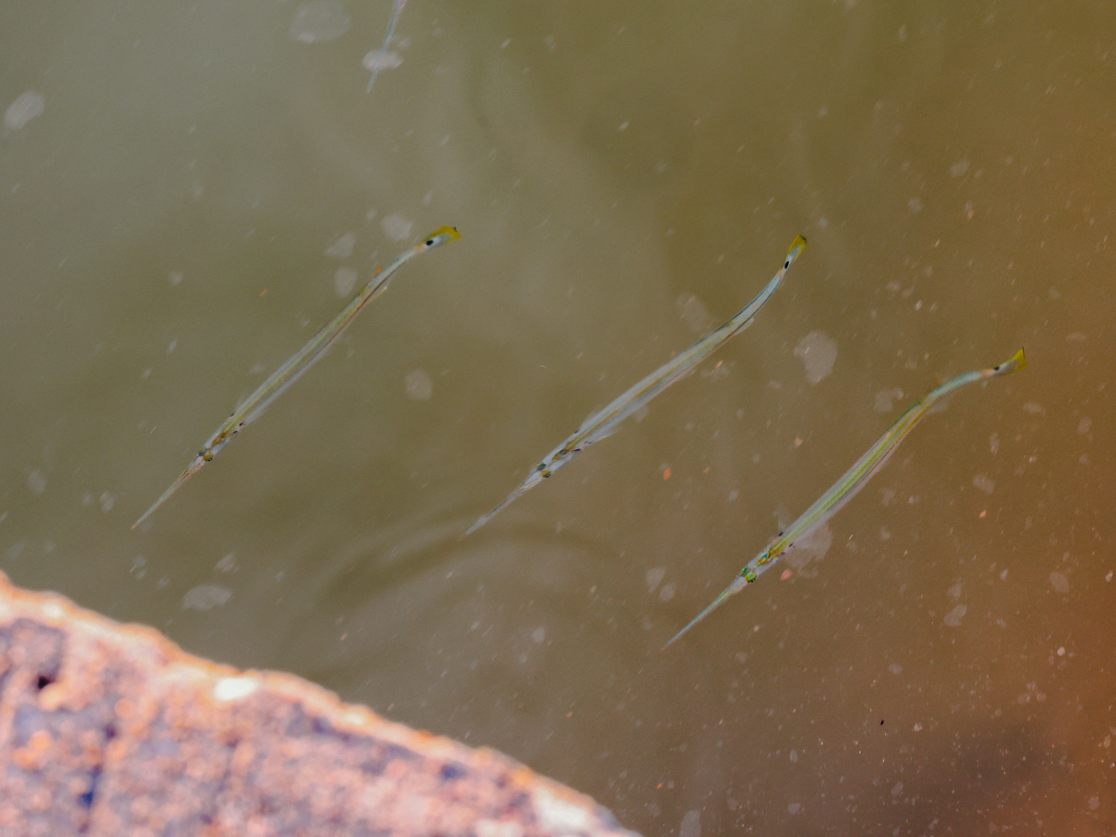 Graceful Swimmers Beneath the Surface