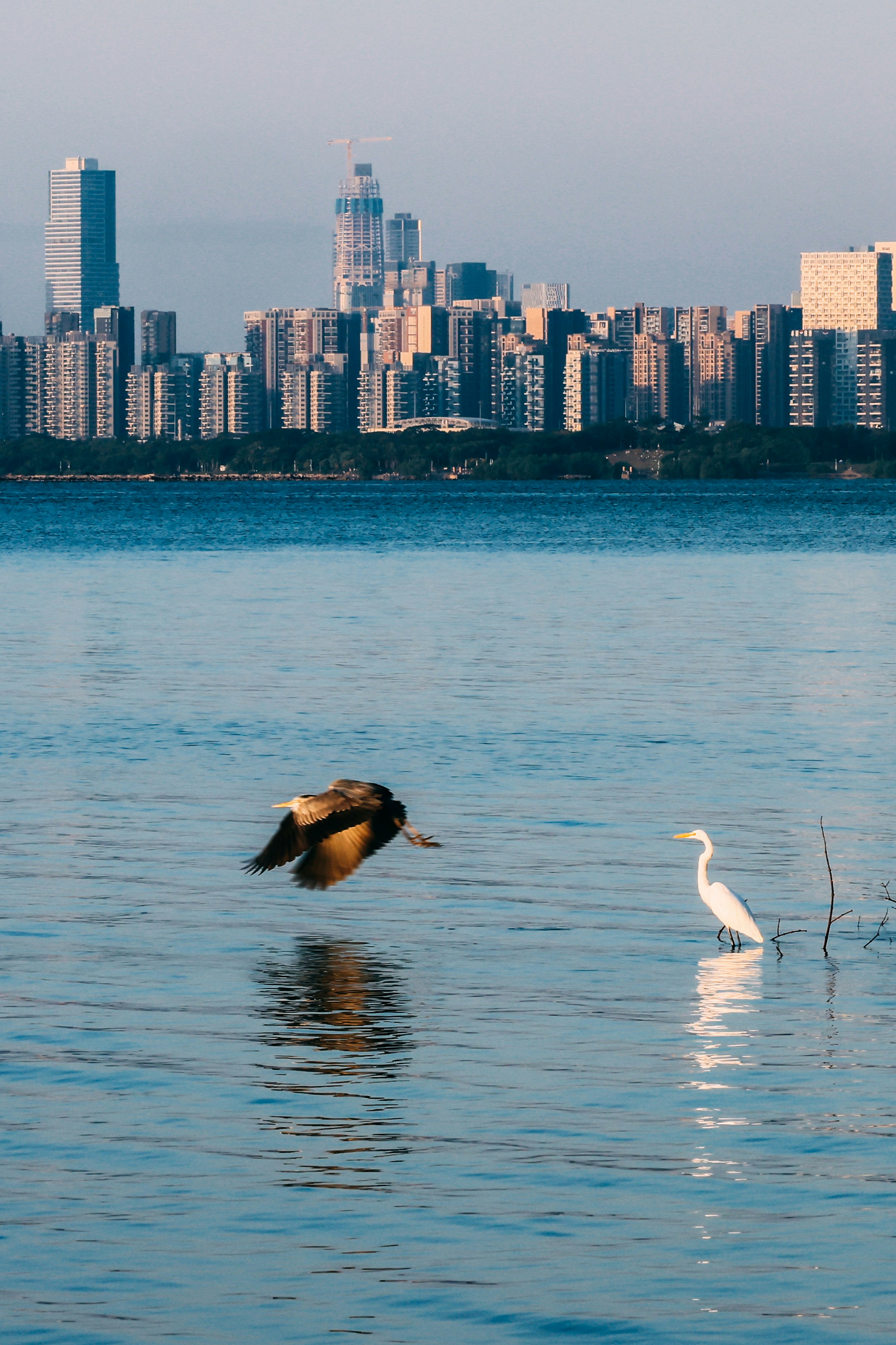 Urban Serenity: A Dance Between Nature and Cityscape