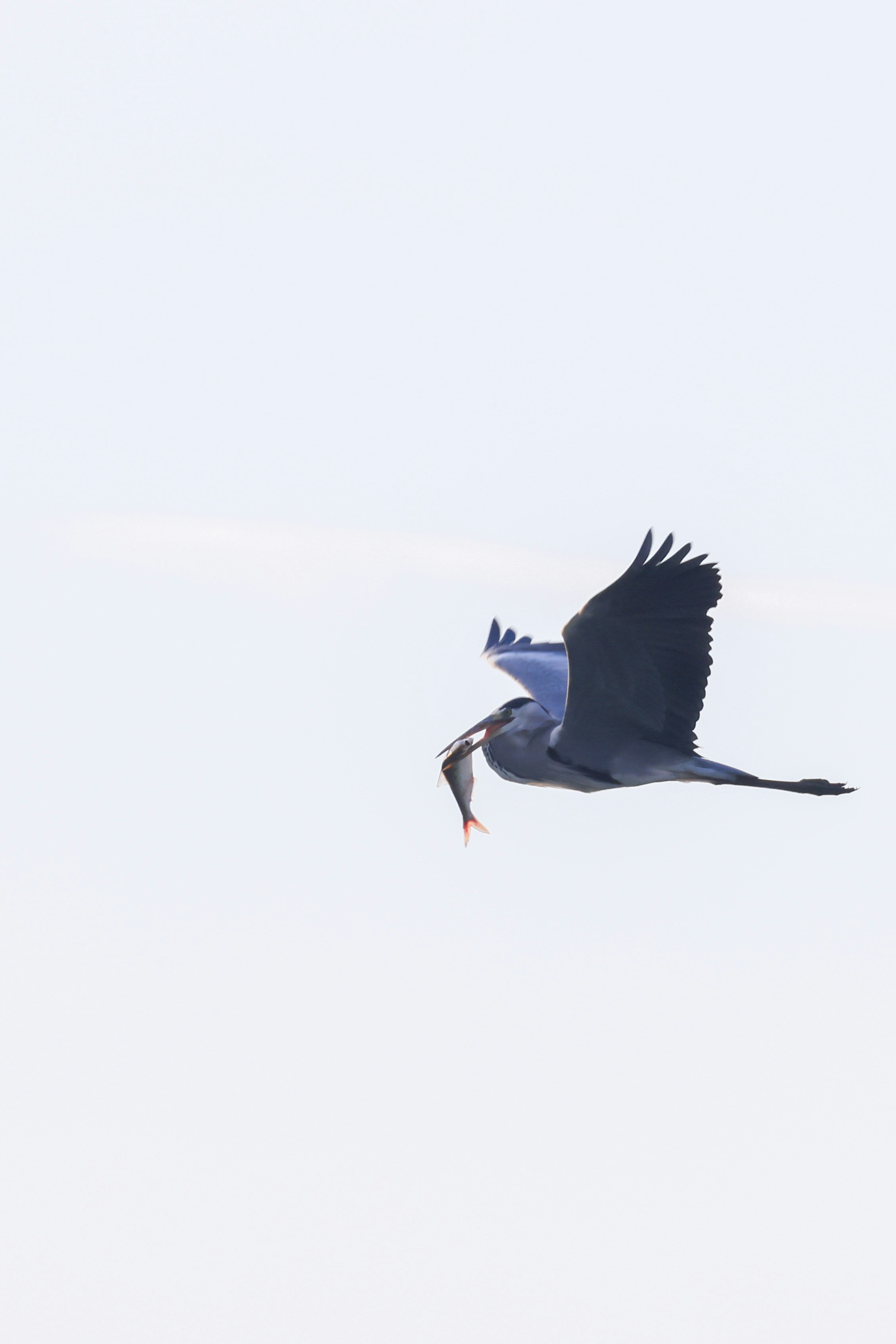Grey heron in flight clutching a fish, set against a pale sky. The dynamic motion captures the essence of nature's hunt.