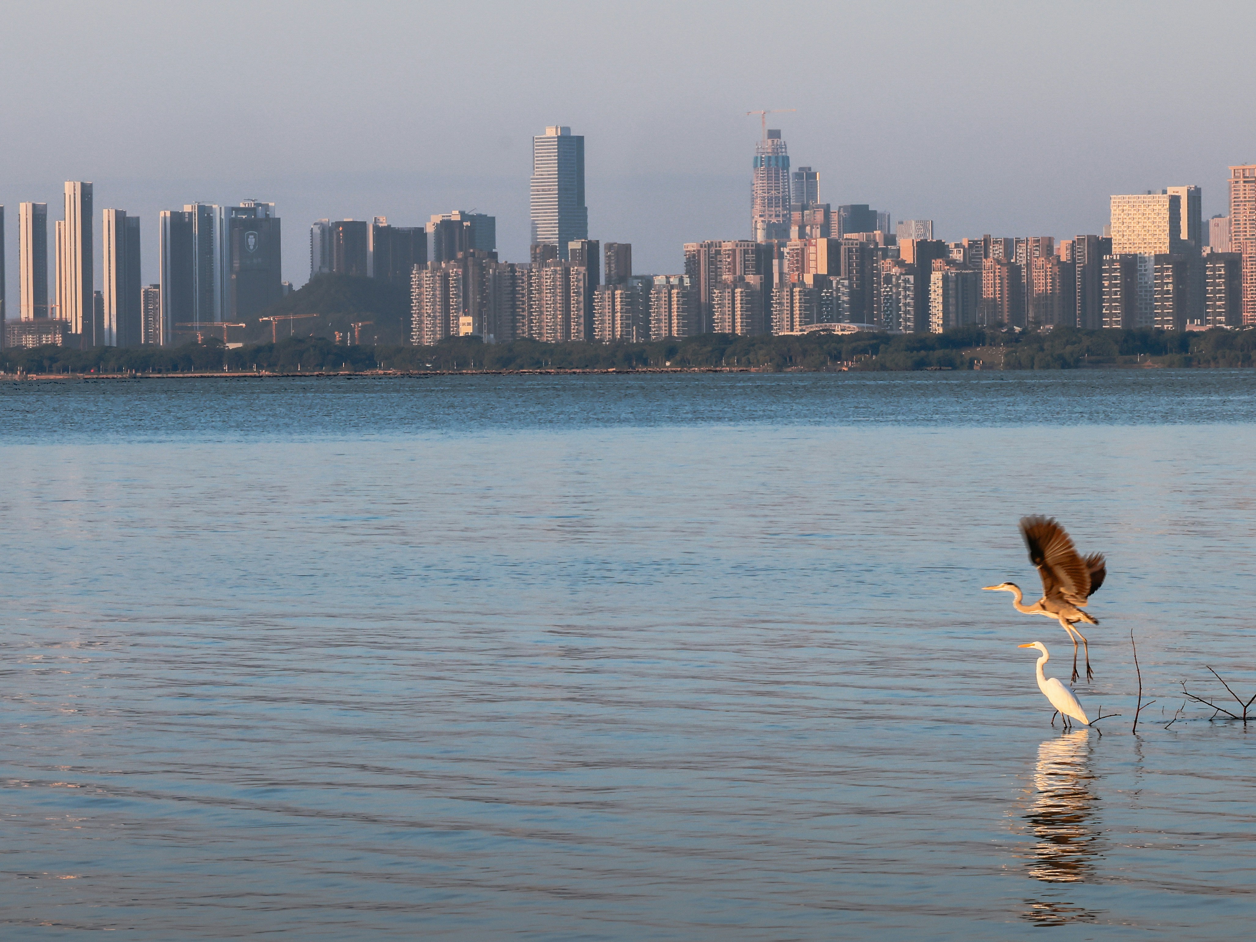 Egret at the Waterline: Dusk Skyline Emerges Behind Gentle Ripples