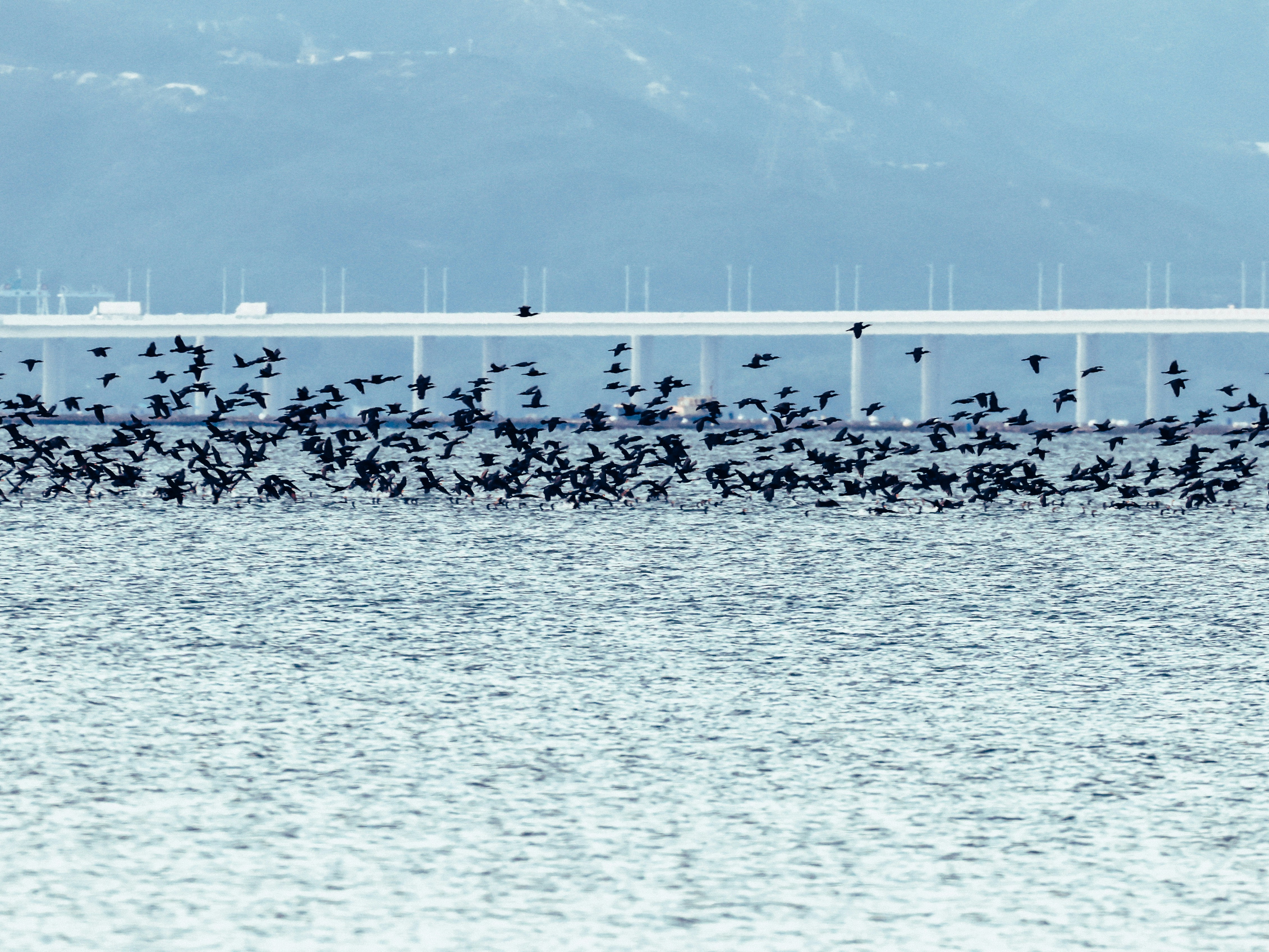 A flock of birds takes flight over a serene body of water, with a distant bridge and mountains providing a tranquil backdrop.