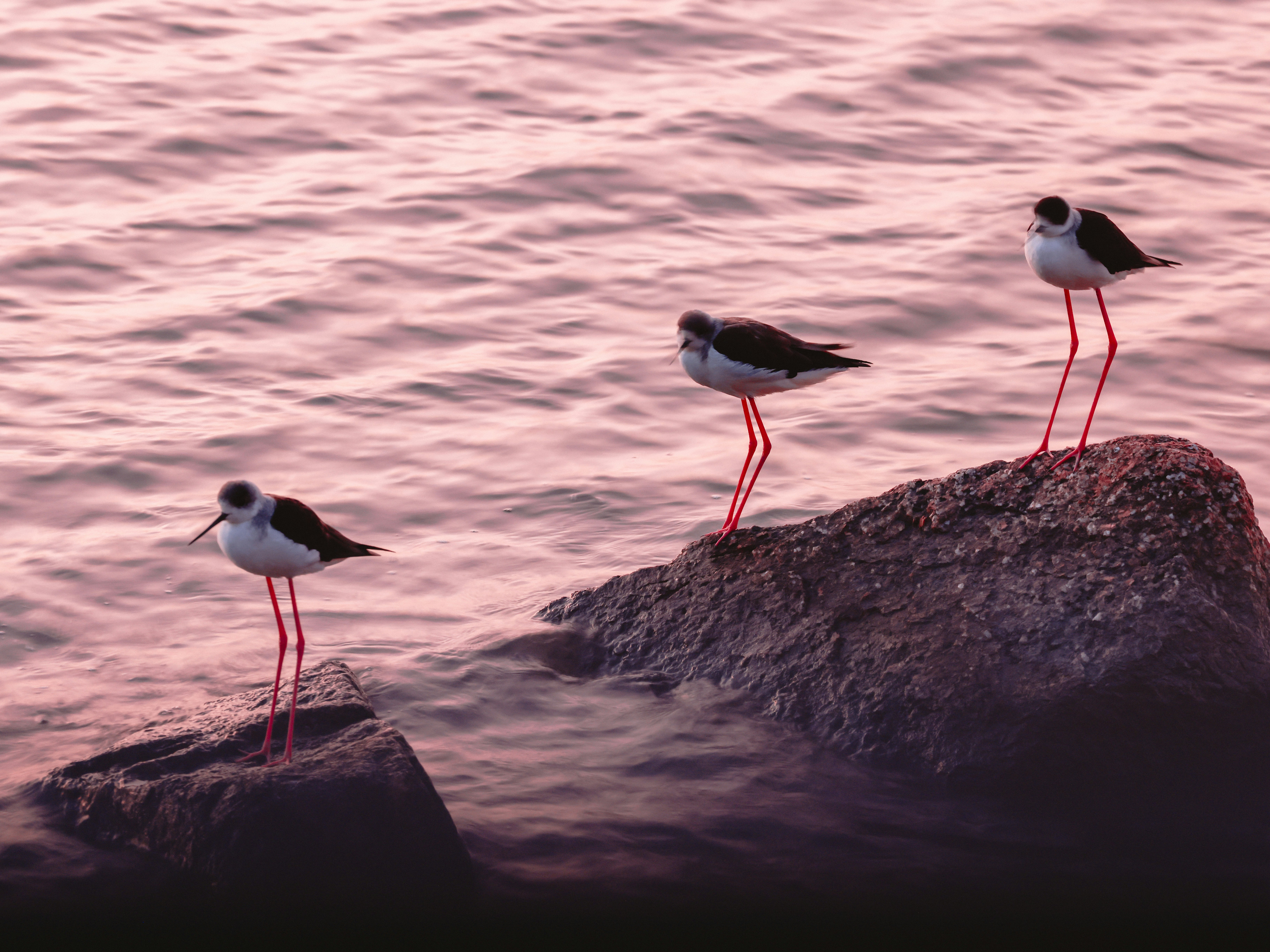 Three black-winged stilts stand on rocks at the water's edge during twilight, their reflections shimmering in the gentle waves.