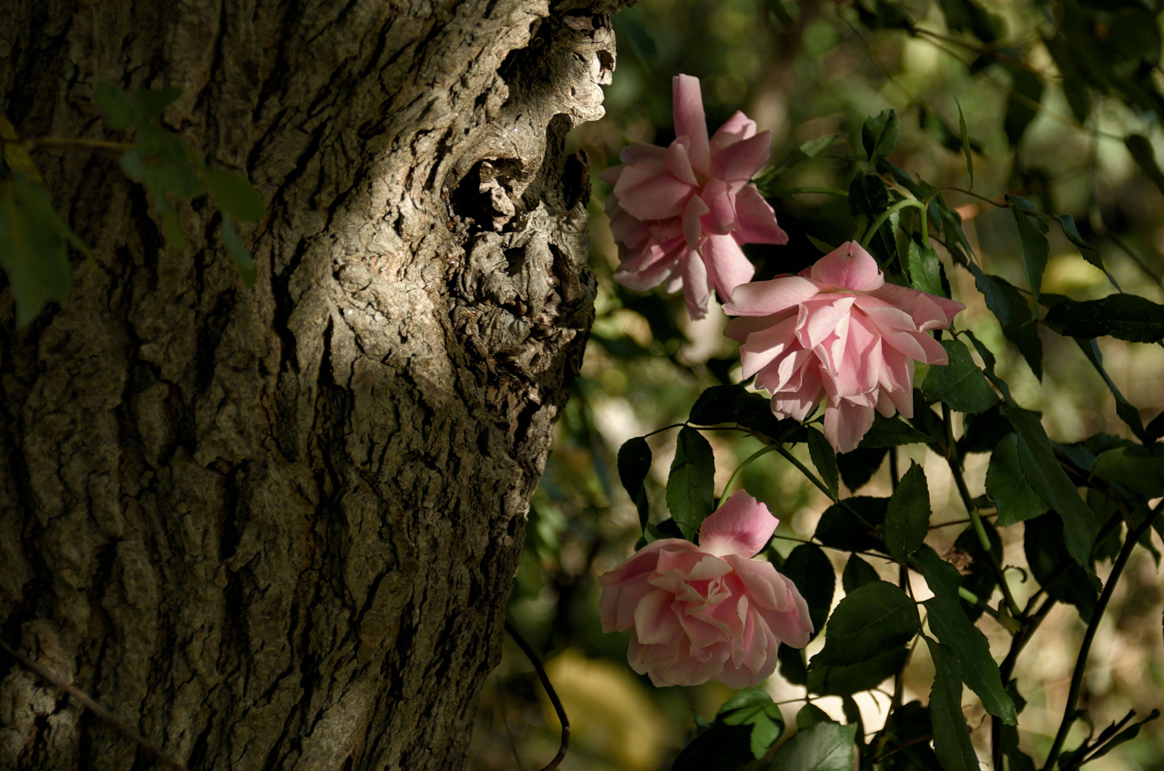 Delicate pink roses bloom beside the rugged bark of an ancient oak tree, capturing the harmony between flora and fauna in a serene woodland setting.