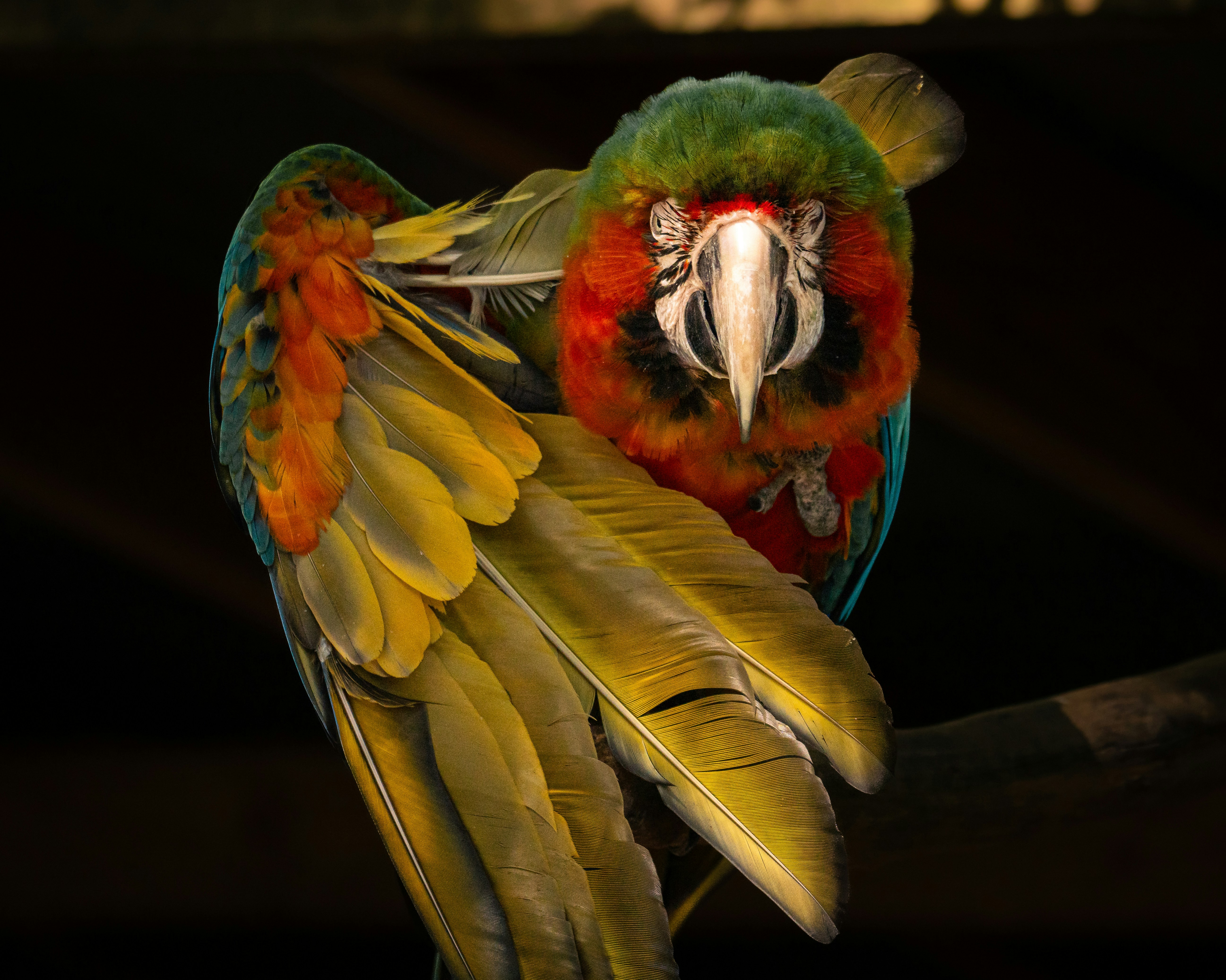 A colorful macaw perched gracefully, showcasing its striking plumage and expressive gaze. The intricate details of its feathers reflect the rich biodiversity of its habitat.