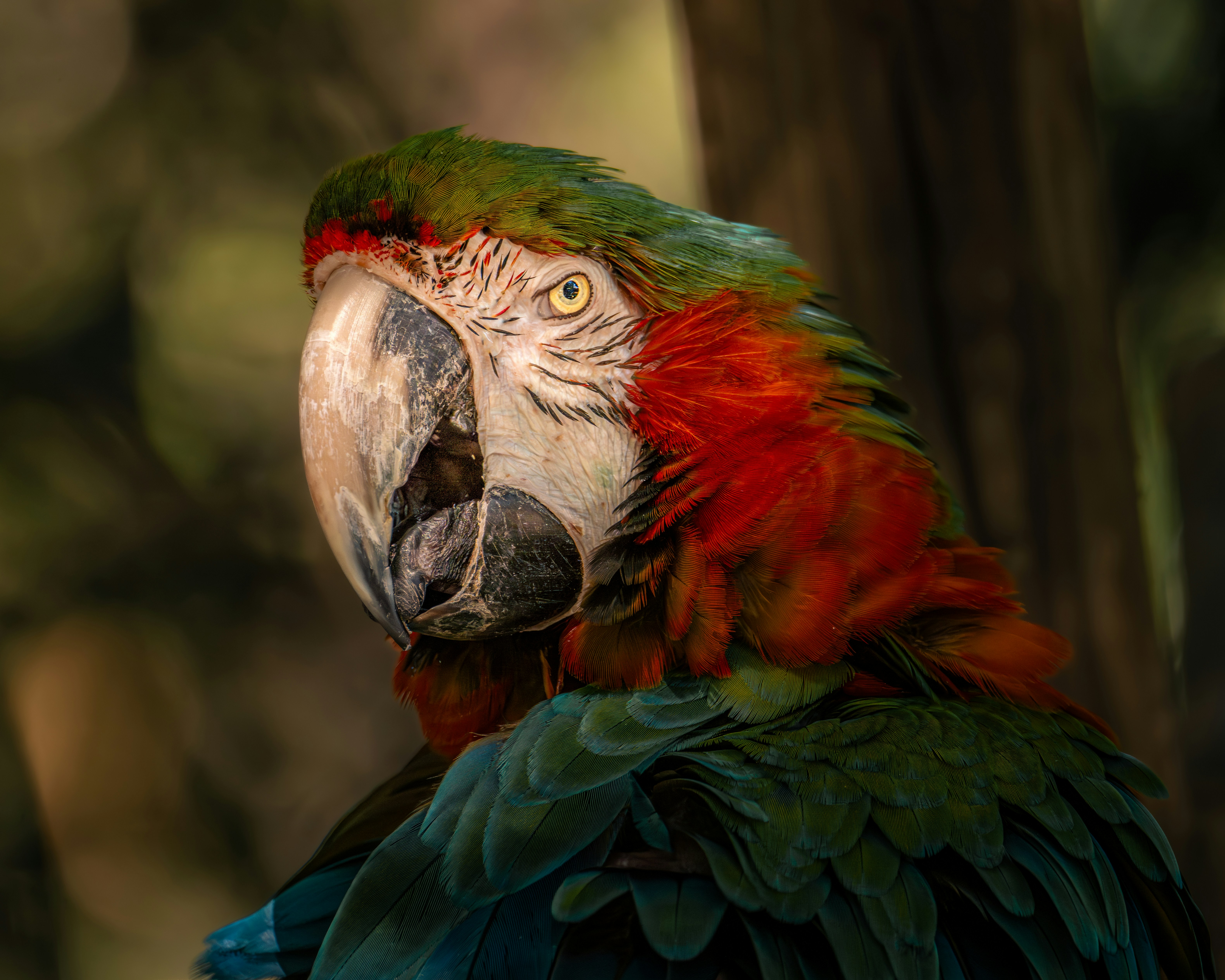 A close-up of a colorful parrot showcasing its intricate feather patterns and striking facial features. The image captures the essence of wildlife in a tropical setting.