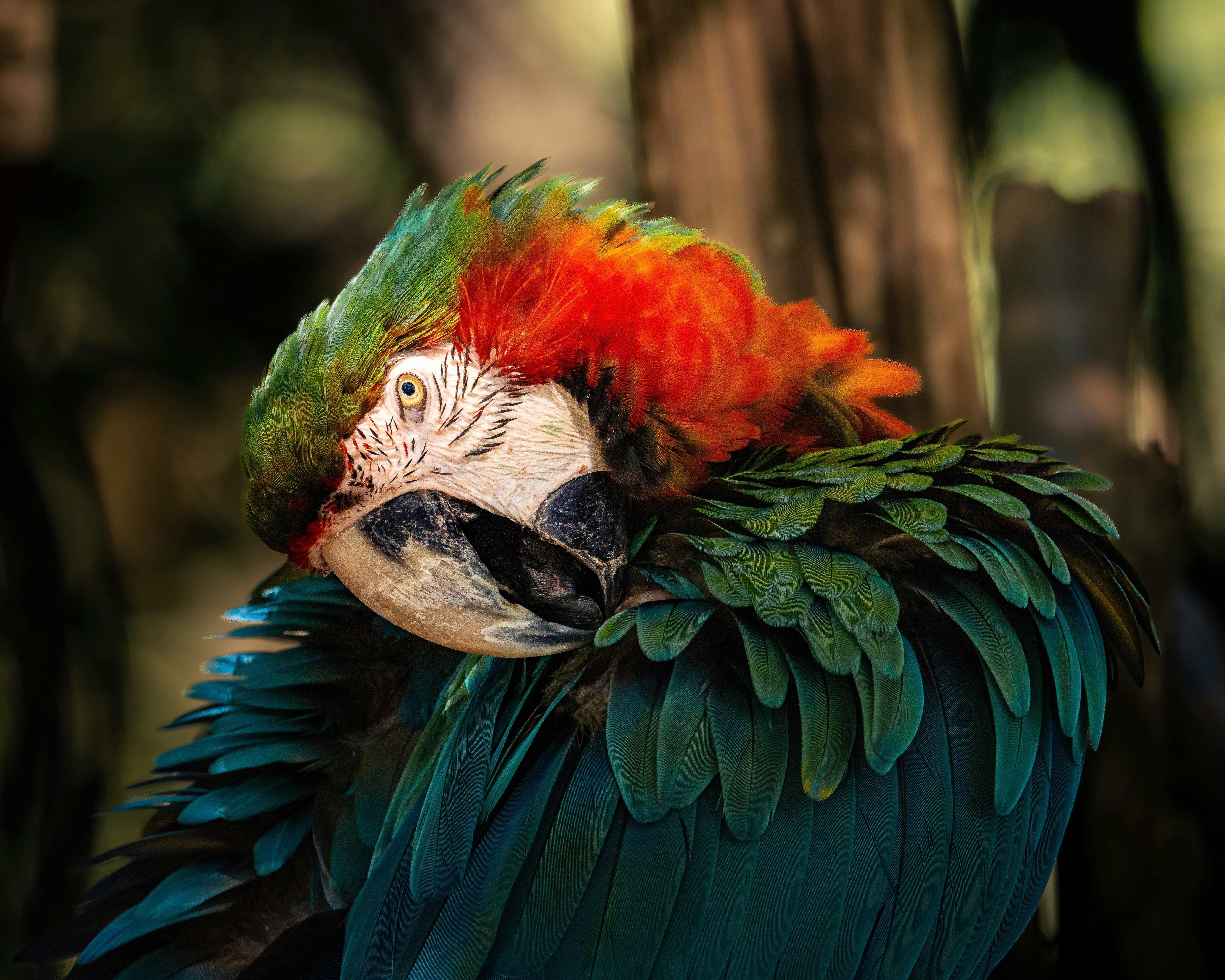 A colorful macaw preening its feathers, showcasing a stunning array of greens, blues, and fiery oranges amidst a blurred natural backdrop.